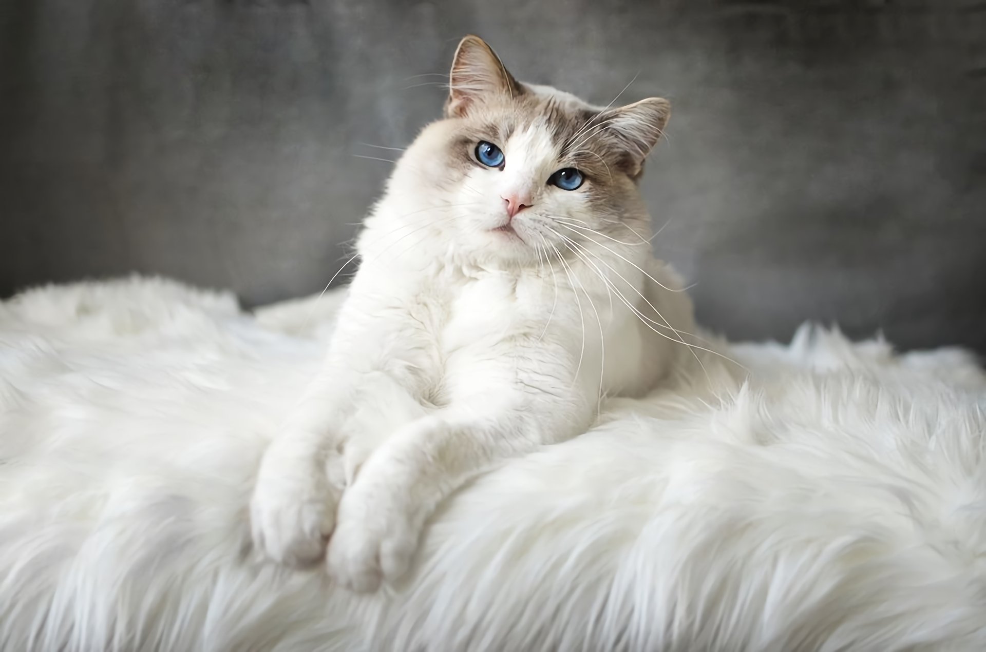 Download Blue Eyes Animal Cat HD Wallpaper