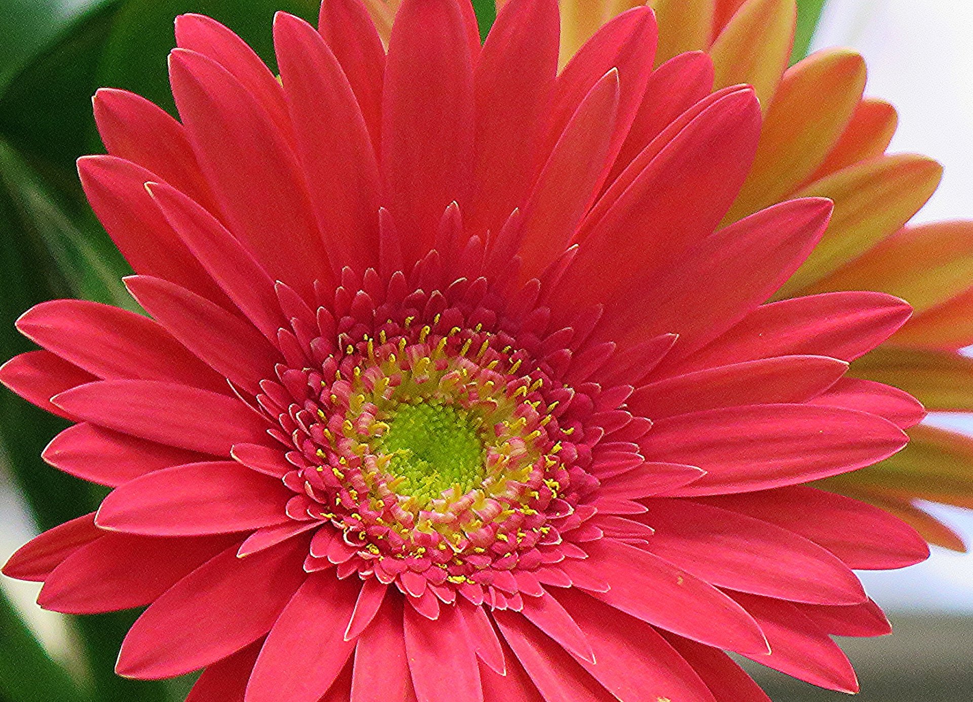 Download Red Flower Flower Nature Gerbera HD Wallpaper