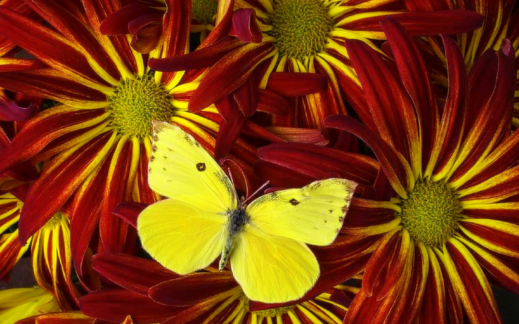 Download Orange (Color) Daisy Fall Flower Yellow Animal Butterfly Wallpaper