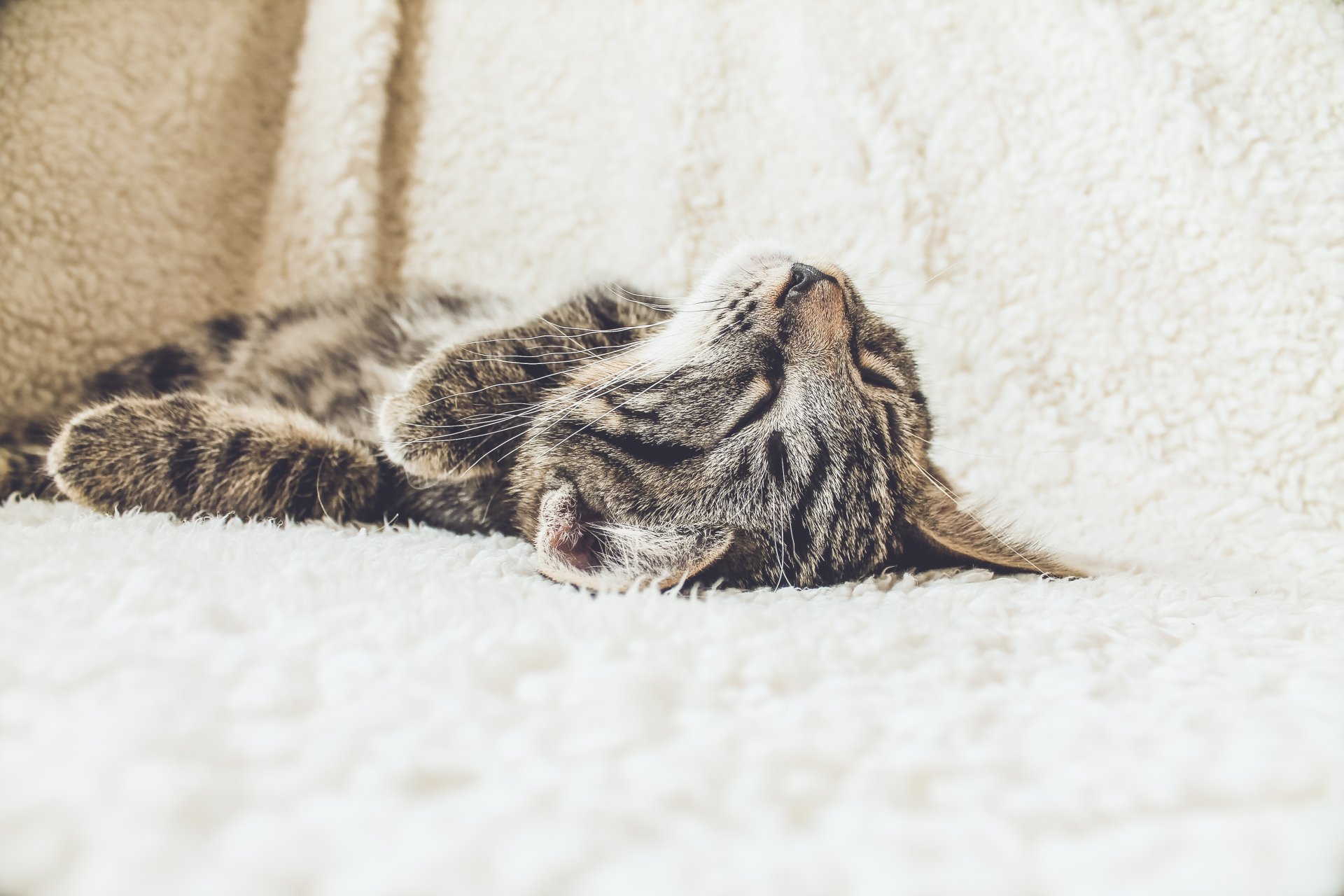 Download Sleeping Animal Cat 4k Ultra HD Wallpaper | 4272x2848 ...
