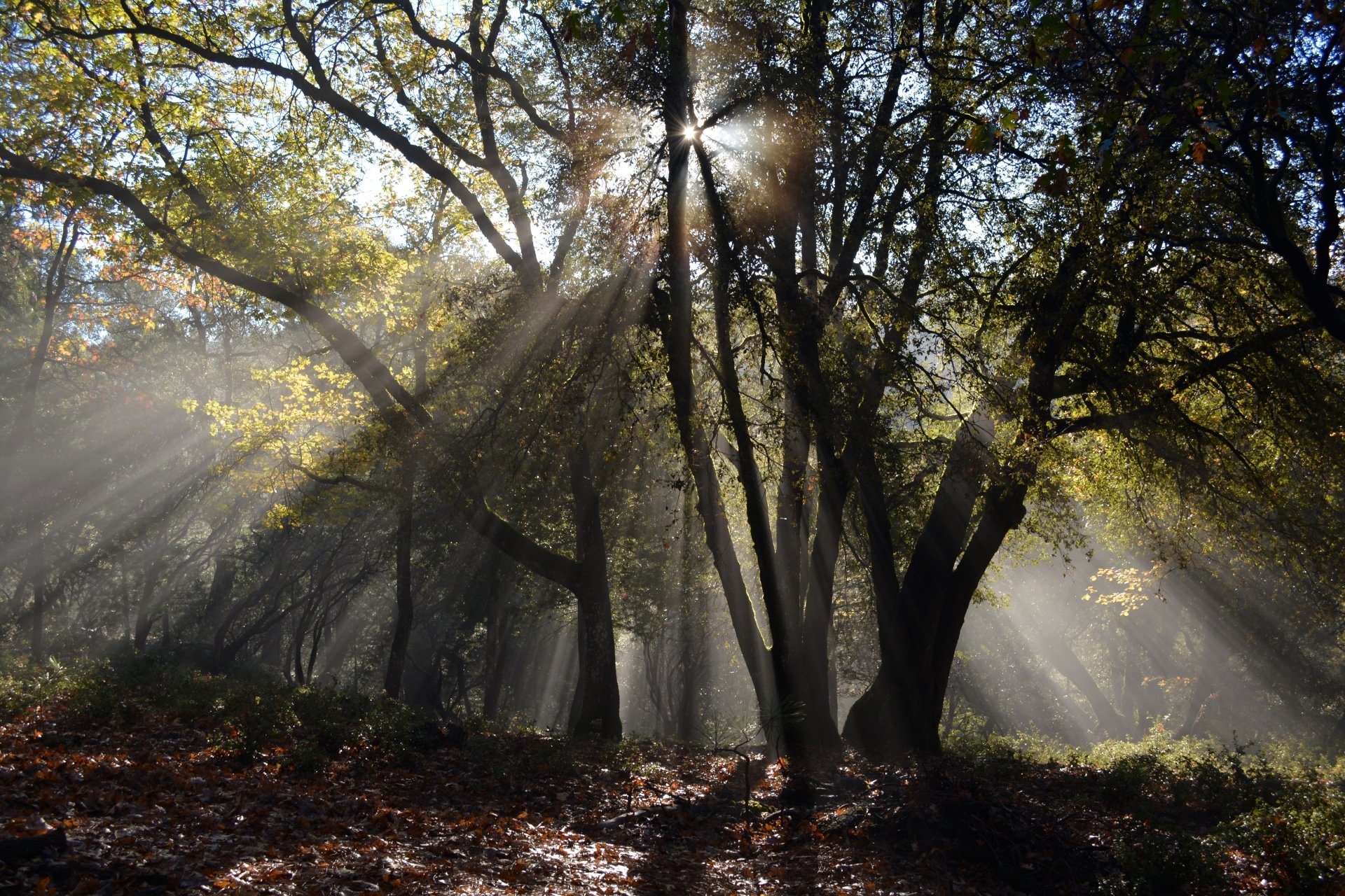 Sunlit Grove — 5K Ultra HD Tree & Nature Wallpaper | 6000x4000 ...