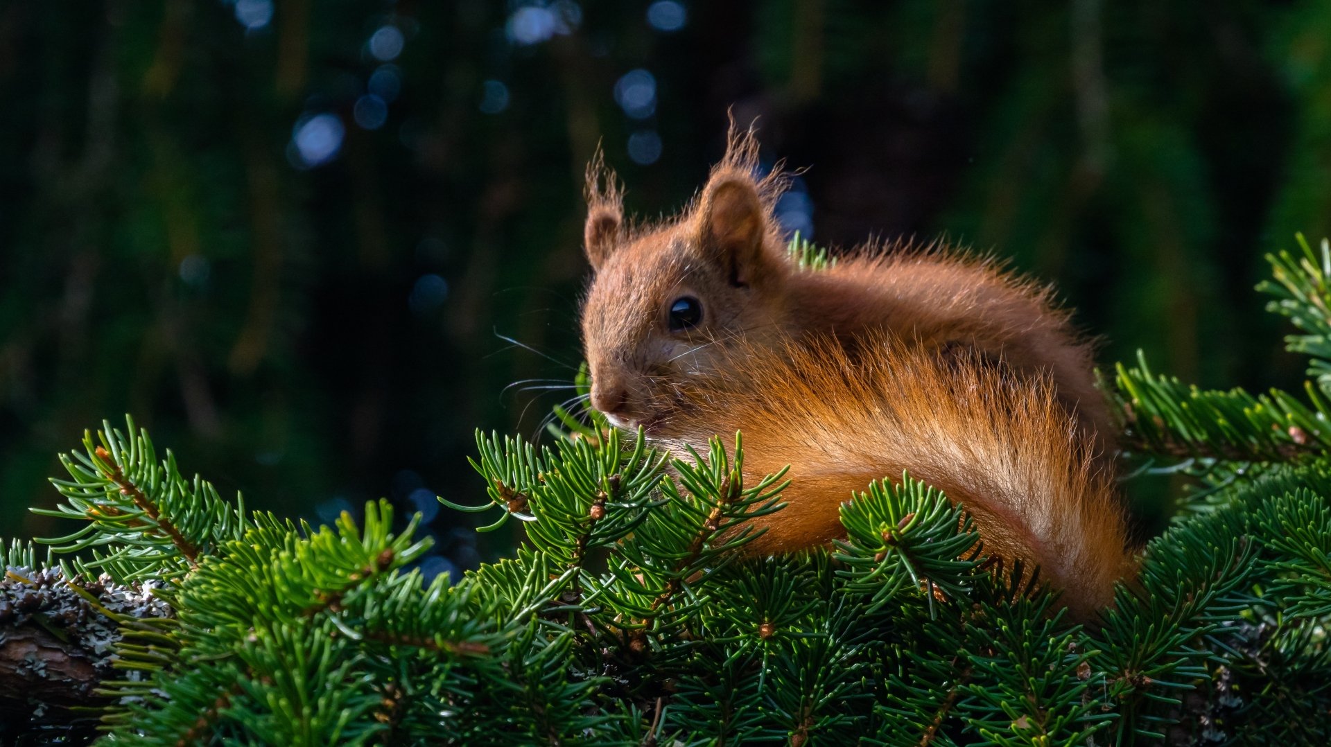 Download Rodent Animal Squirrel 4k Ultra HD Wallpaper