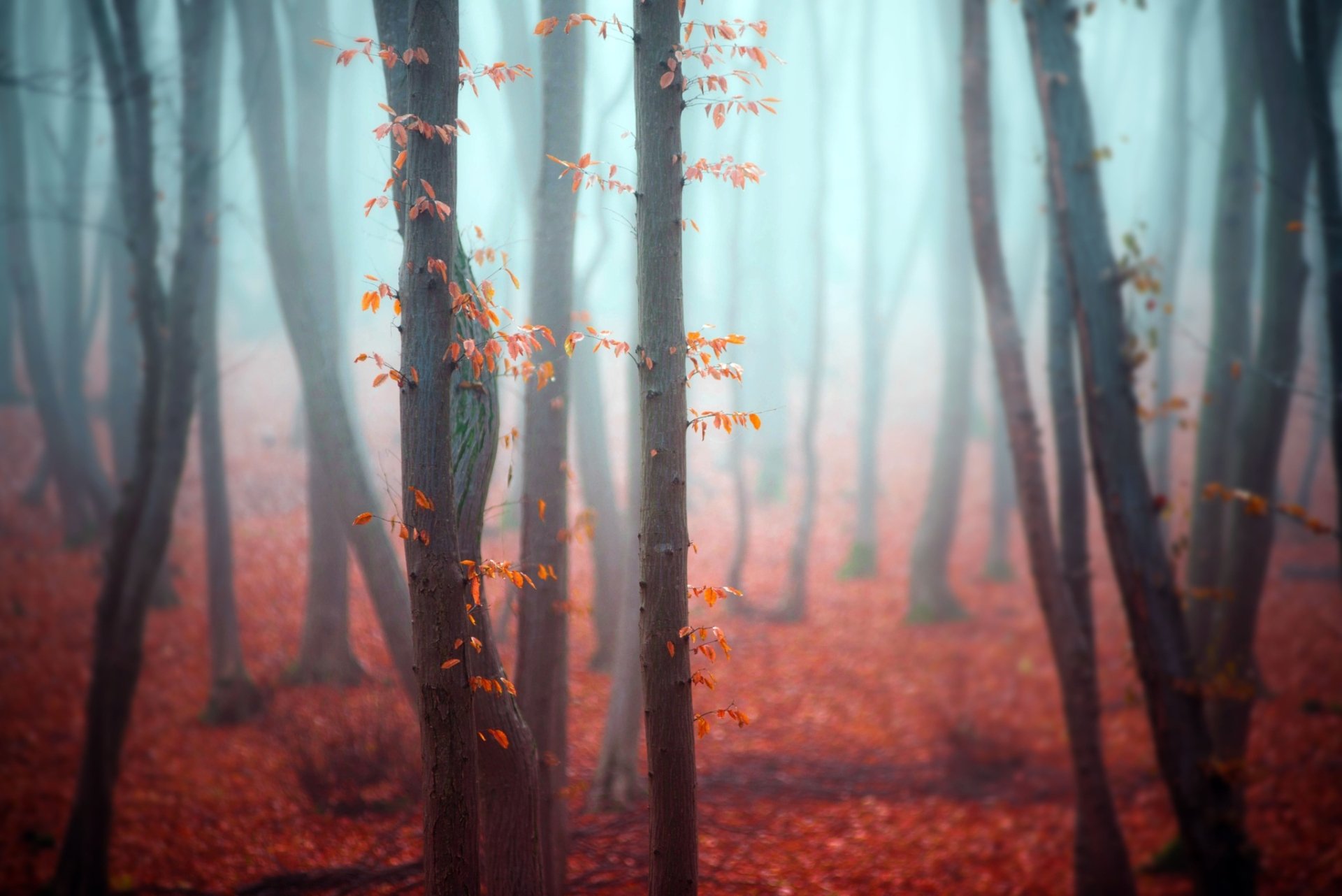 Download Forest Fall Tree Nature Fog HD Wallpaper