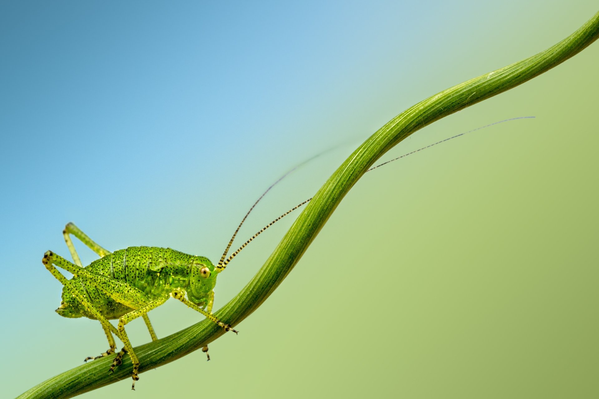 HD Macro Cricket: Nature's Detailed Green Insect Wallpaper