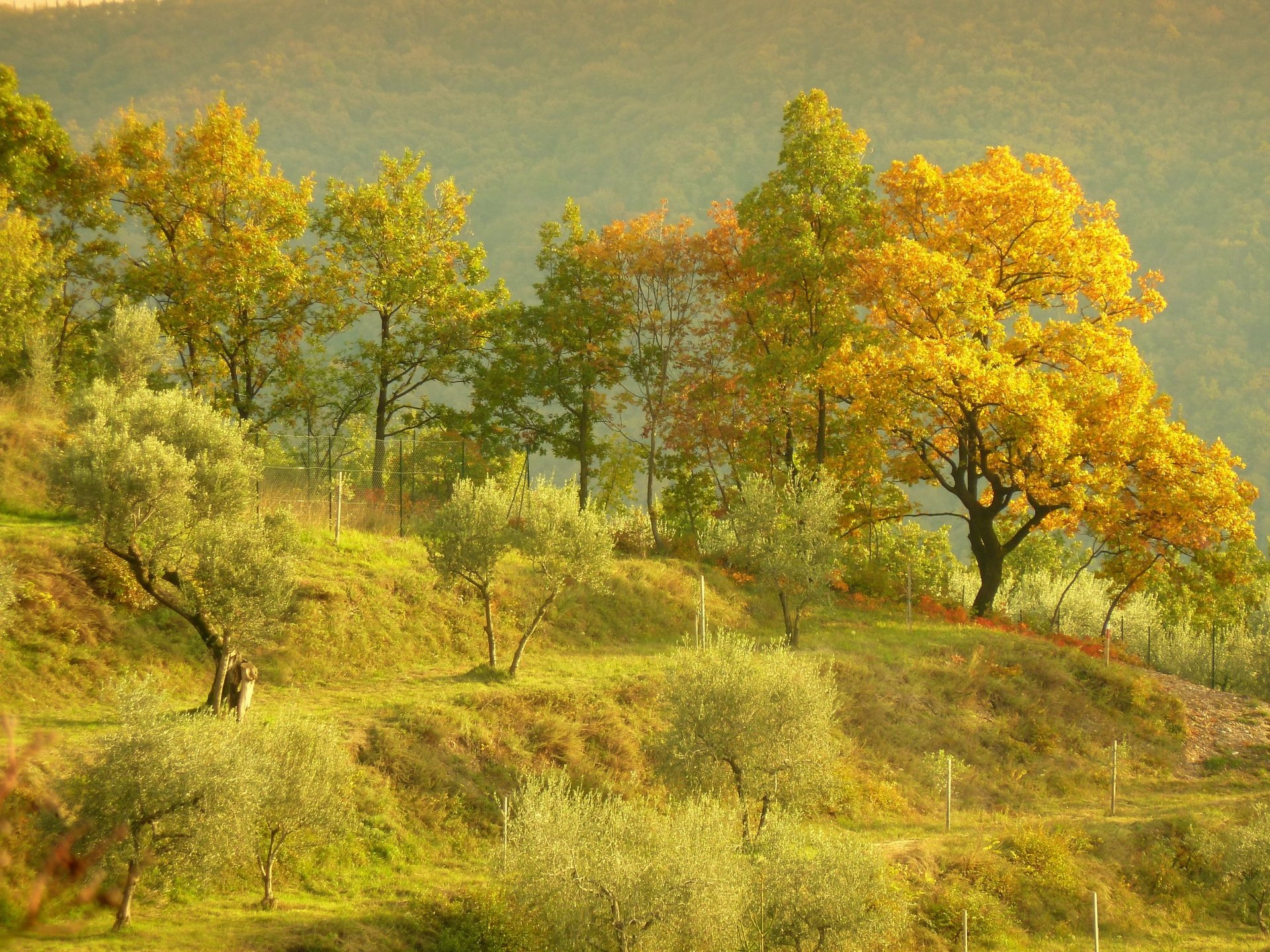 Autumn Ridge — 4K Mountain Tree Landscape Wallpaper | 4000x3000 ...