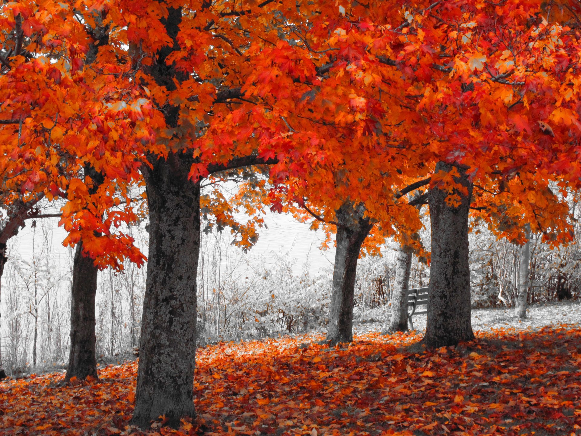 Vibrant Fall Elegance: HD Wallpaper of Selective Color Trees