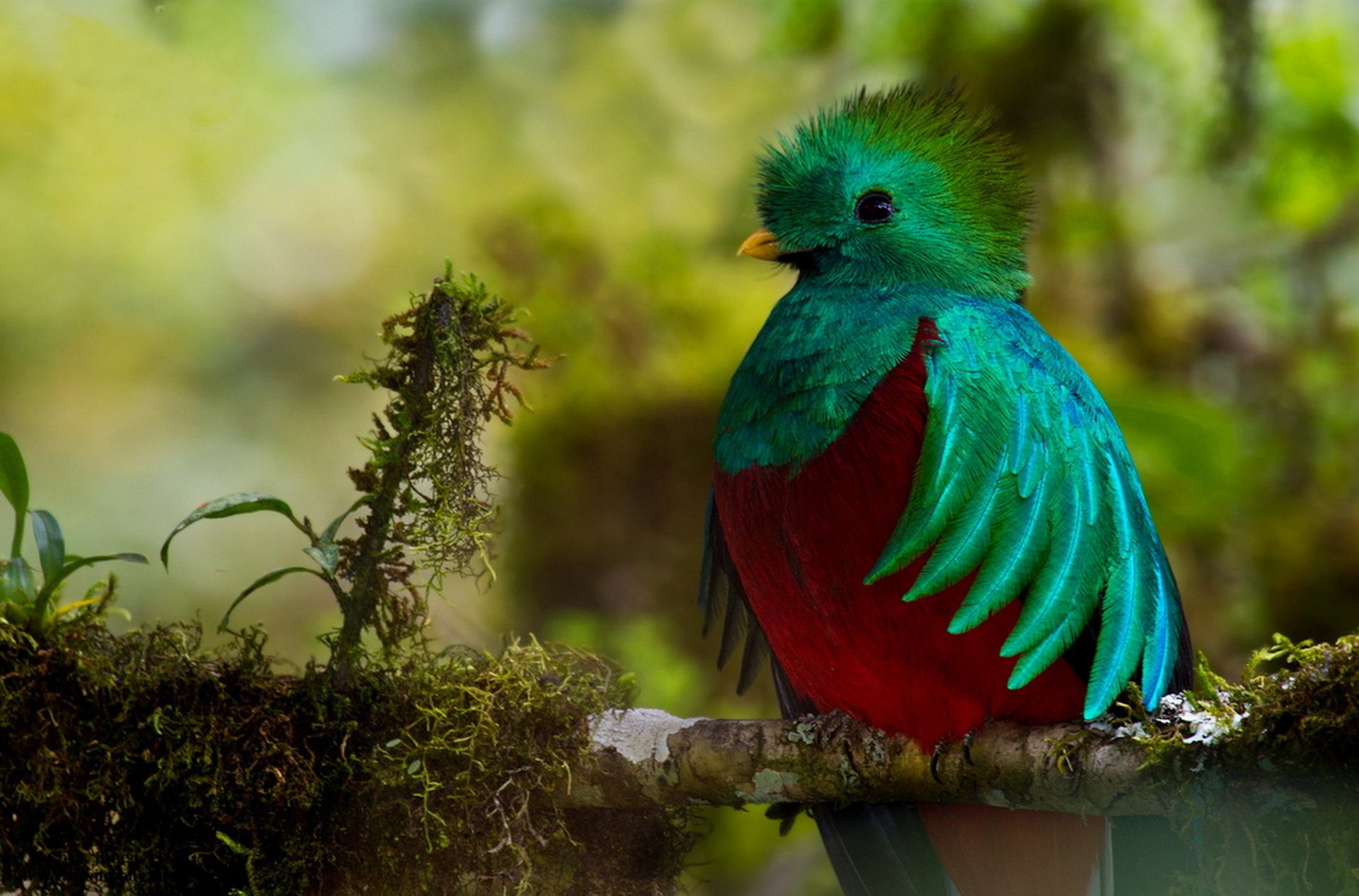 Download Resplendent Quetzal Branch Cute Animal Quetzal HD Wallpaper