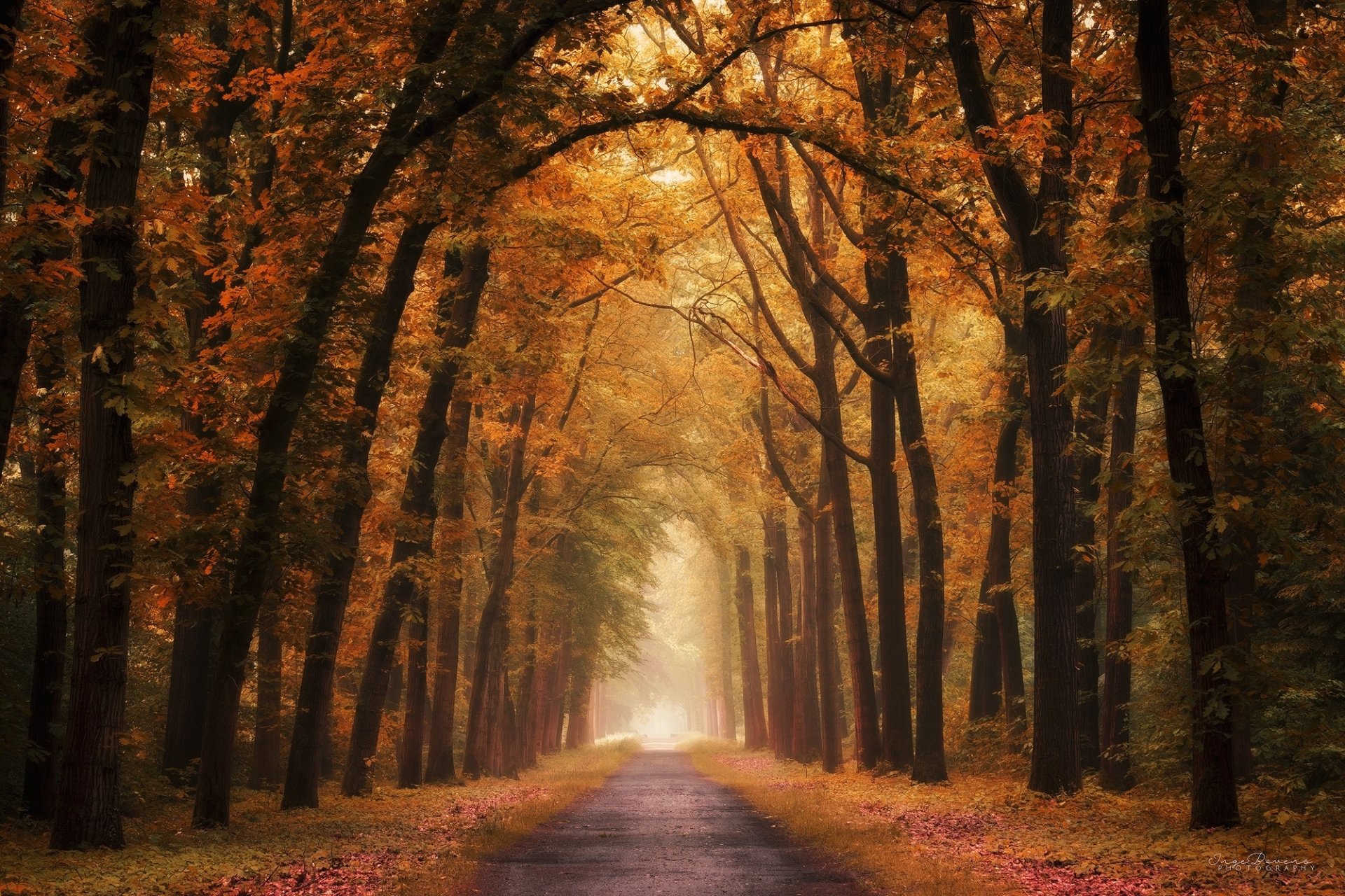 Download Fall Tree Forest Nature Man Made Path HD Wallpaper