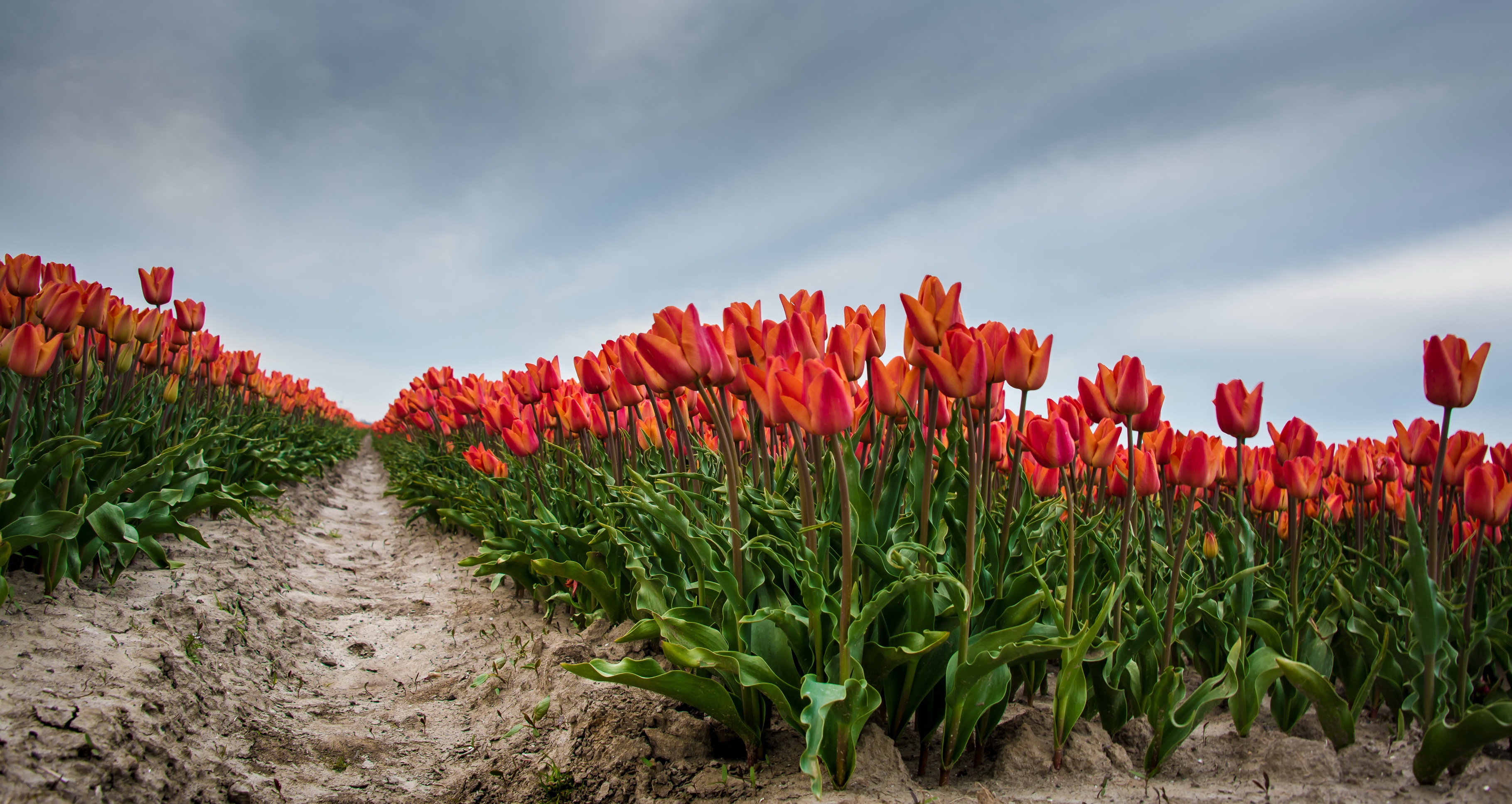 Download Nature Field Flower Tulip HD Wallpaper