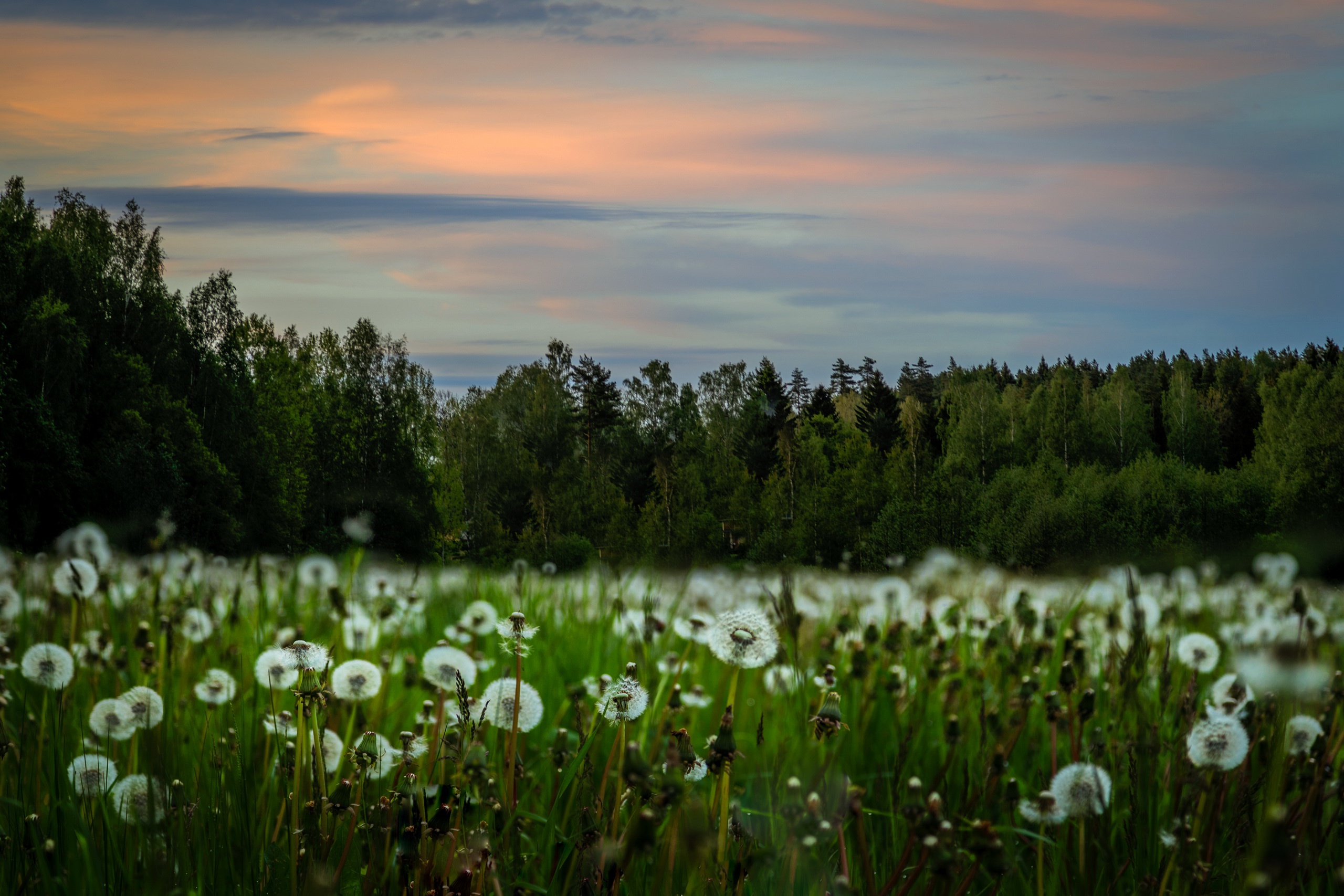 Dandelion Fields Hd Wallpaper A Field Of Dandelions Background,