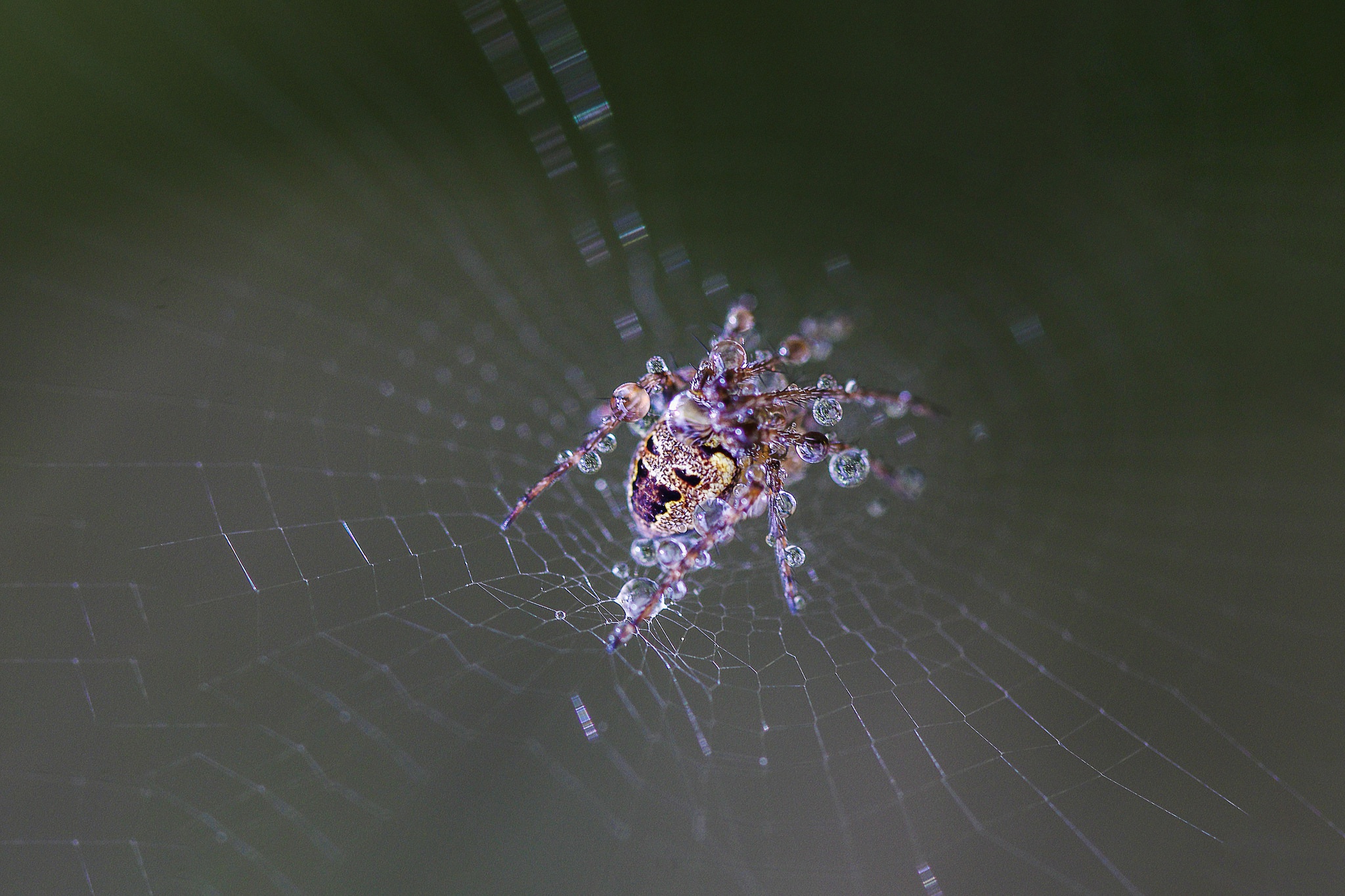 Spider HD Wallpaper