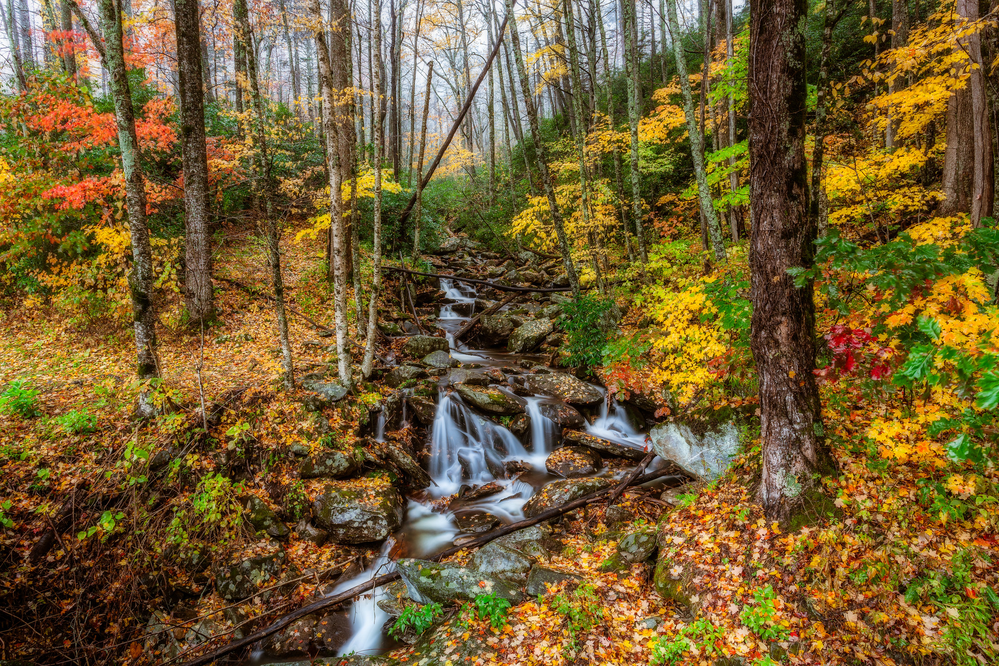 Download Fall Tree Forest Nature Stream HD Wallpaper