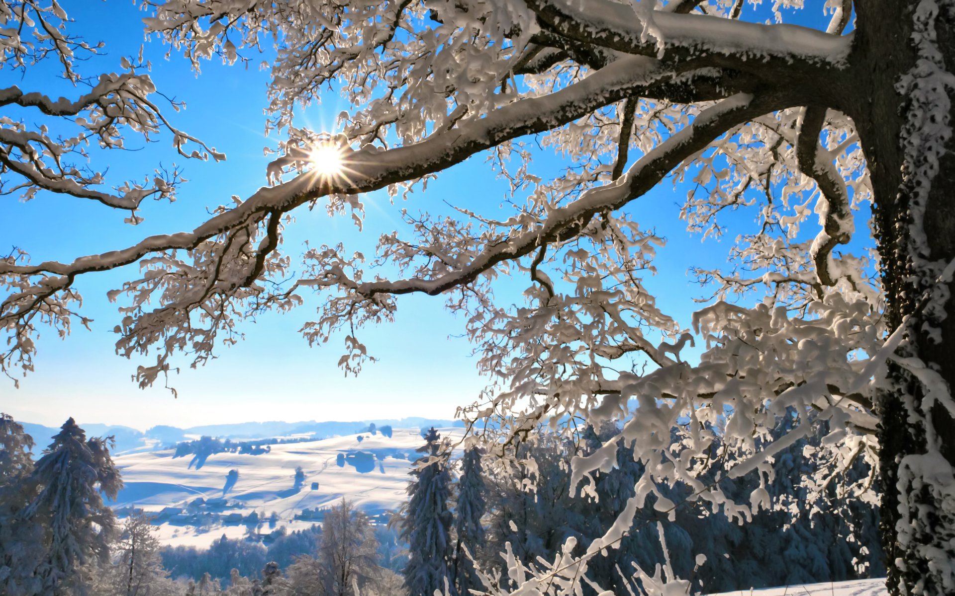 Download Snow Branch Tree Sunshine Sun Nature Winter HD Wallpaper