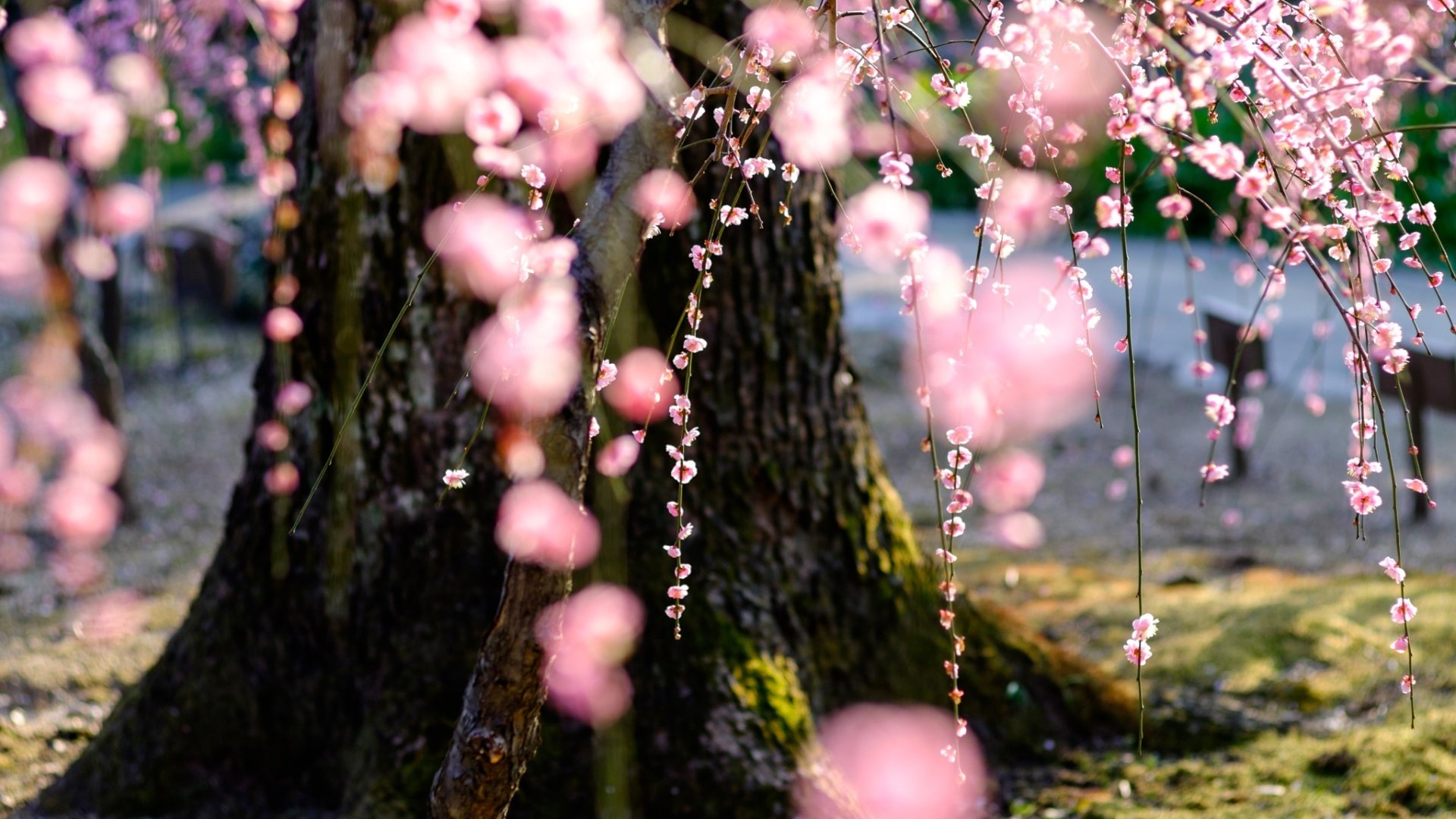 HD Spring Blossom: Pink Flowers Draped on Ancient Tree | 2048x1152 ...