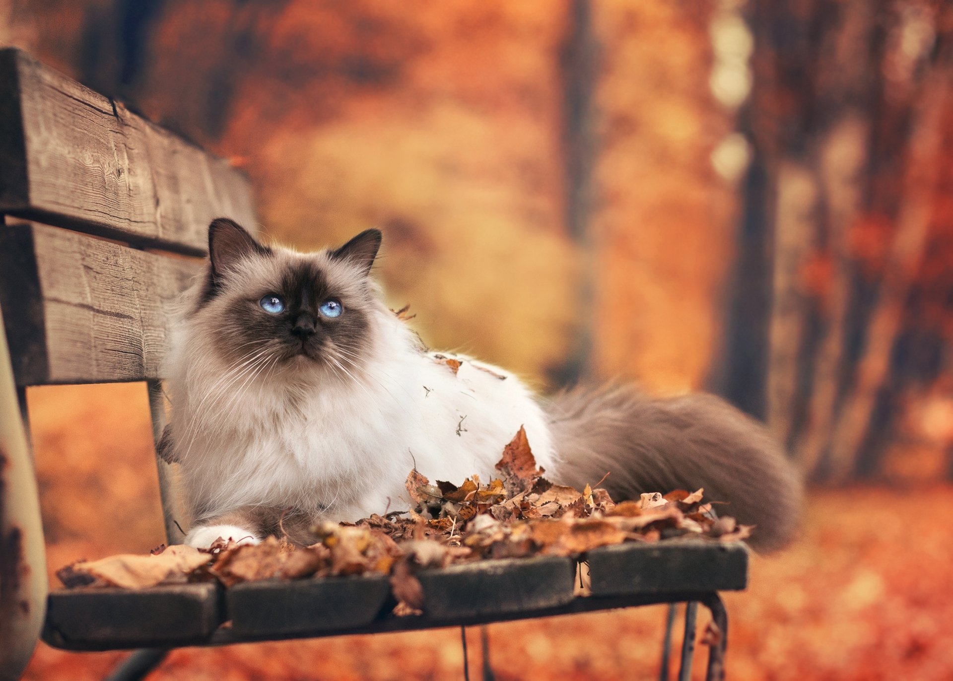 Download Himalayan Cat Fall Forest Bench Animal Cat HD Wallpaper