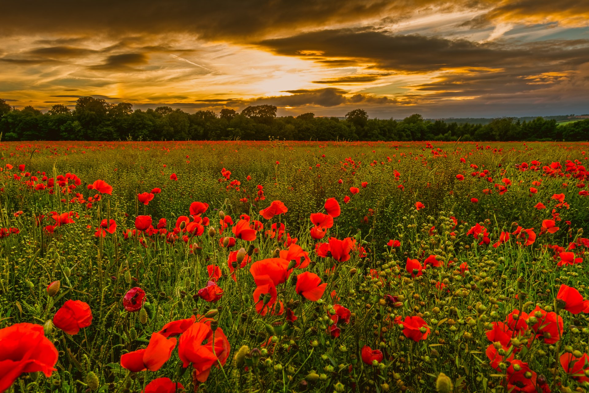 Download Red Flower Summer Sunset Field Flower Nature Poppy 4k Ultra HD ...