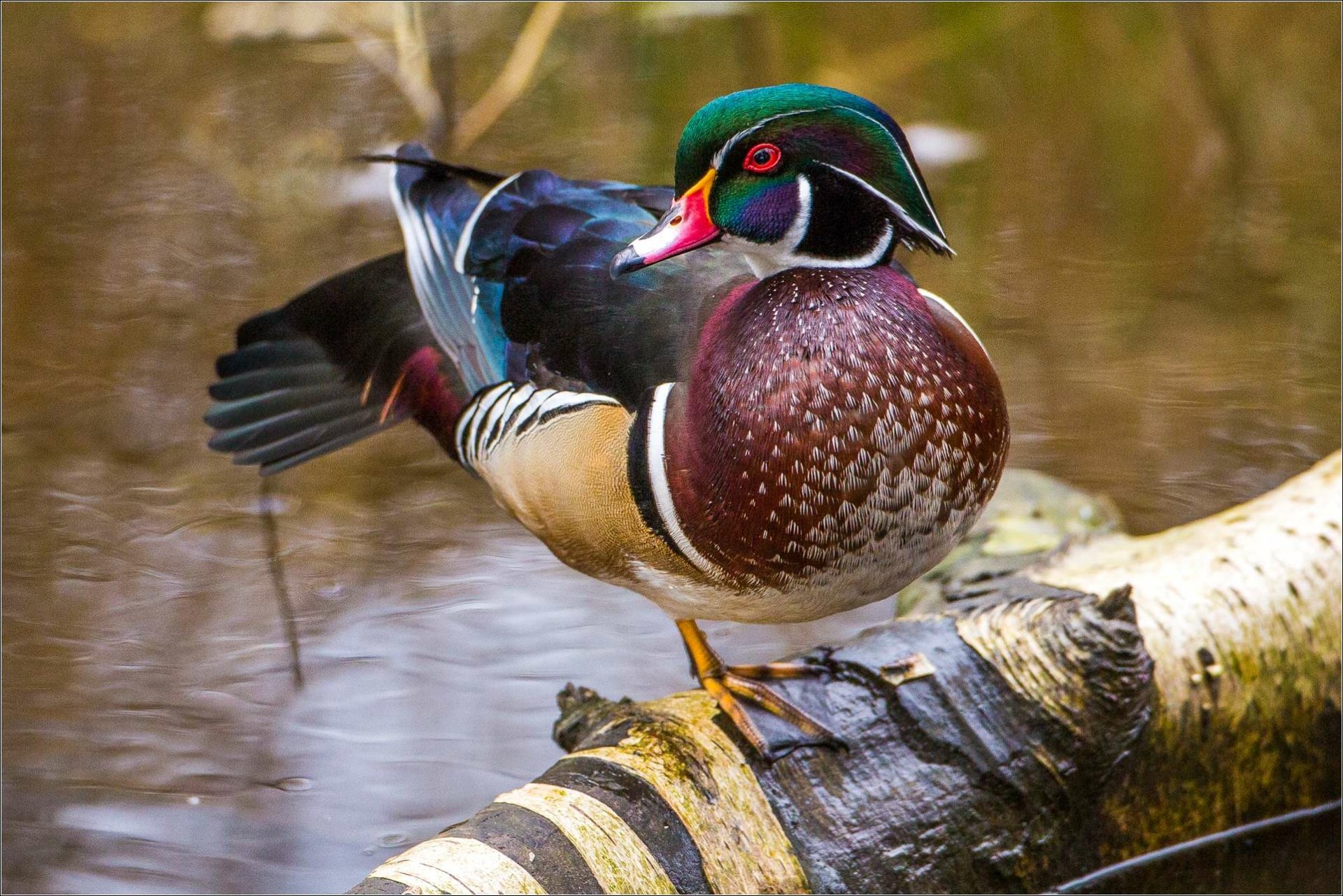Download Duck Animal Wood Duck HD Wallpaper