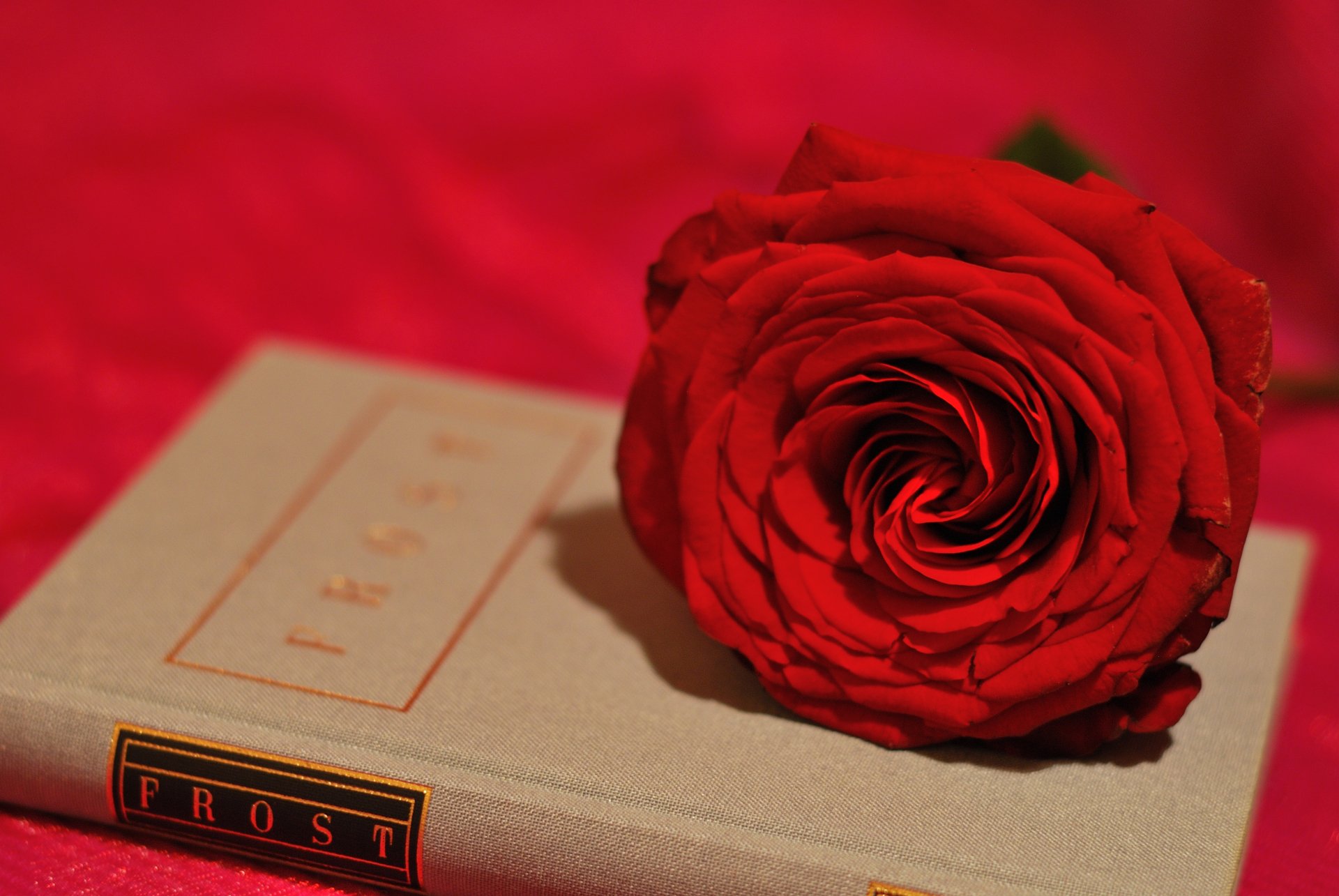 Download Red Flower Book Red Rose Rose Flower Photography Still Life 4k ...
