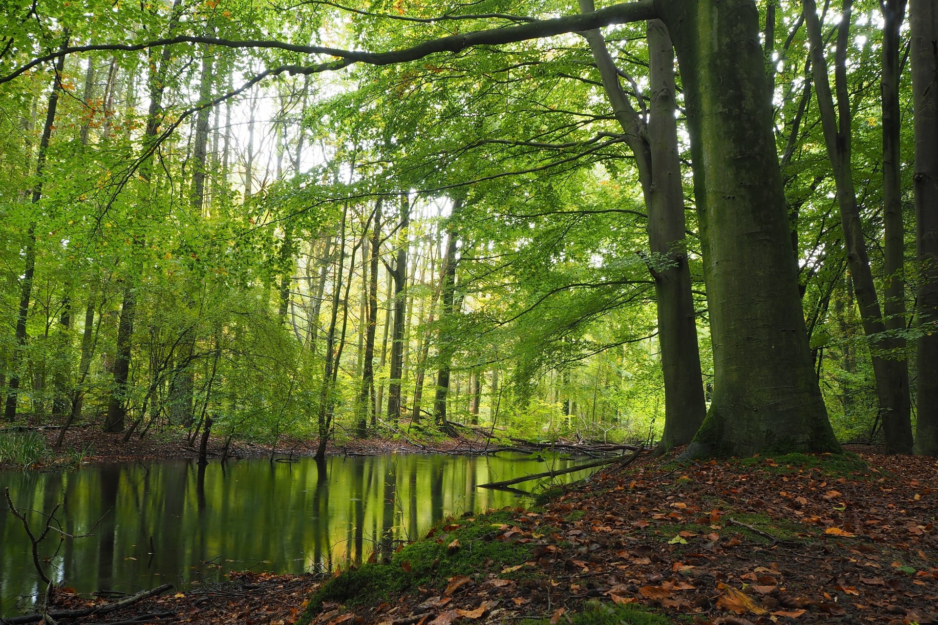 4K Ultra HD Forest River Reflection – Nature’s Serene Treescape