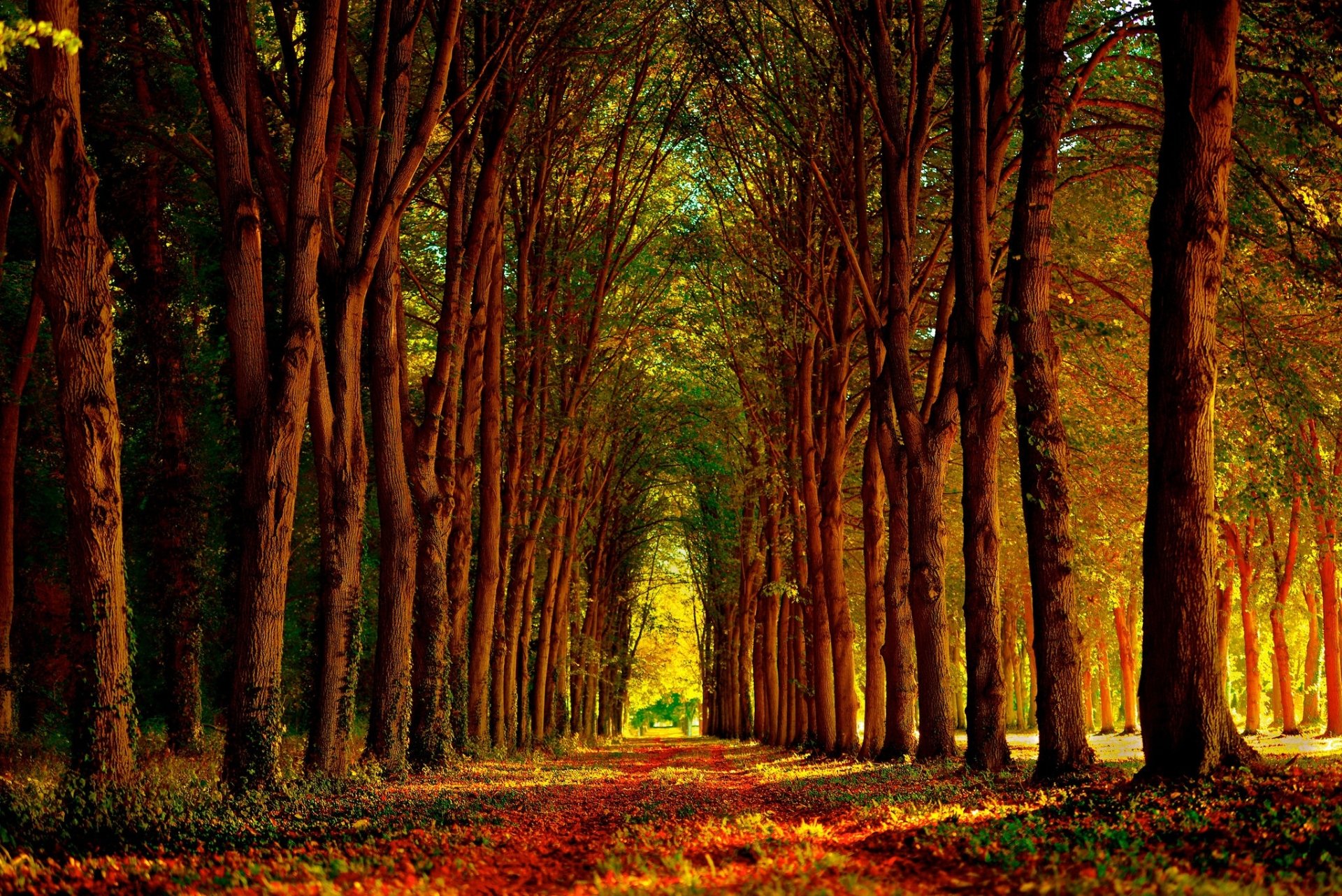 Download Tree-lined Tree Sunny Nature Fall Path HD Wallpaper