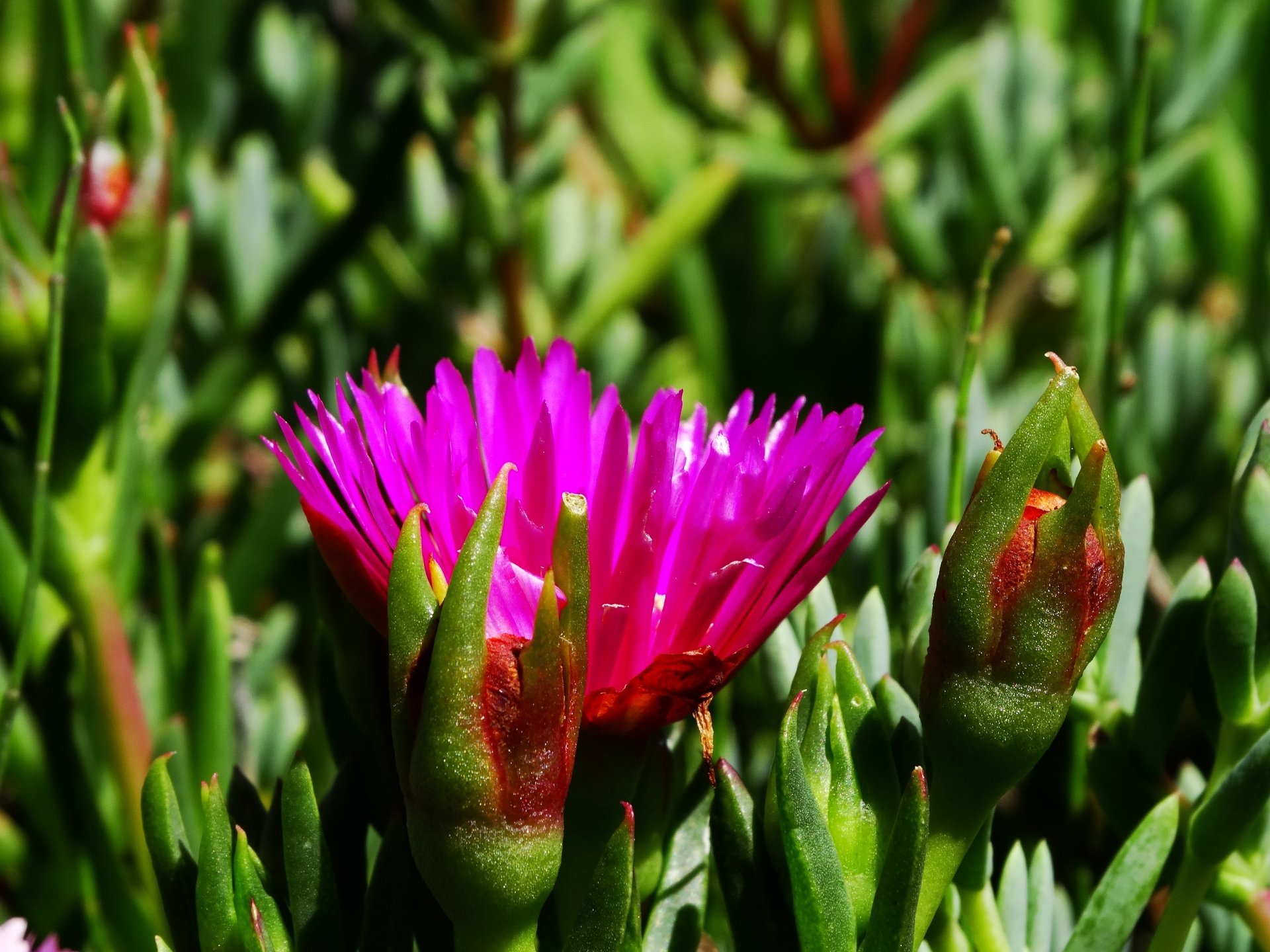 Download Pink Flower Close-up Nature Flower 4k Ultra HD Wallpaper ...