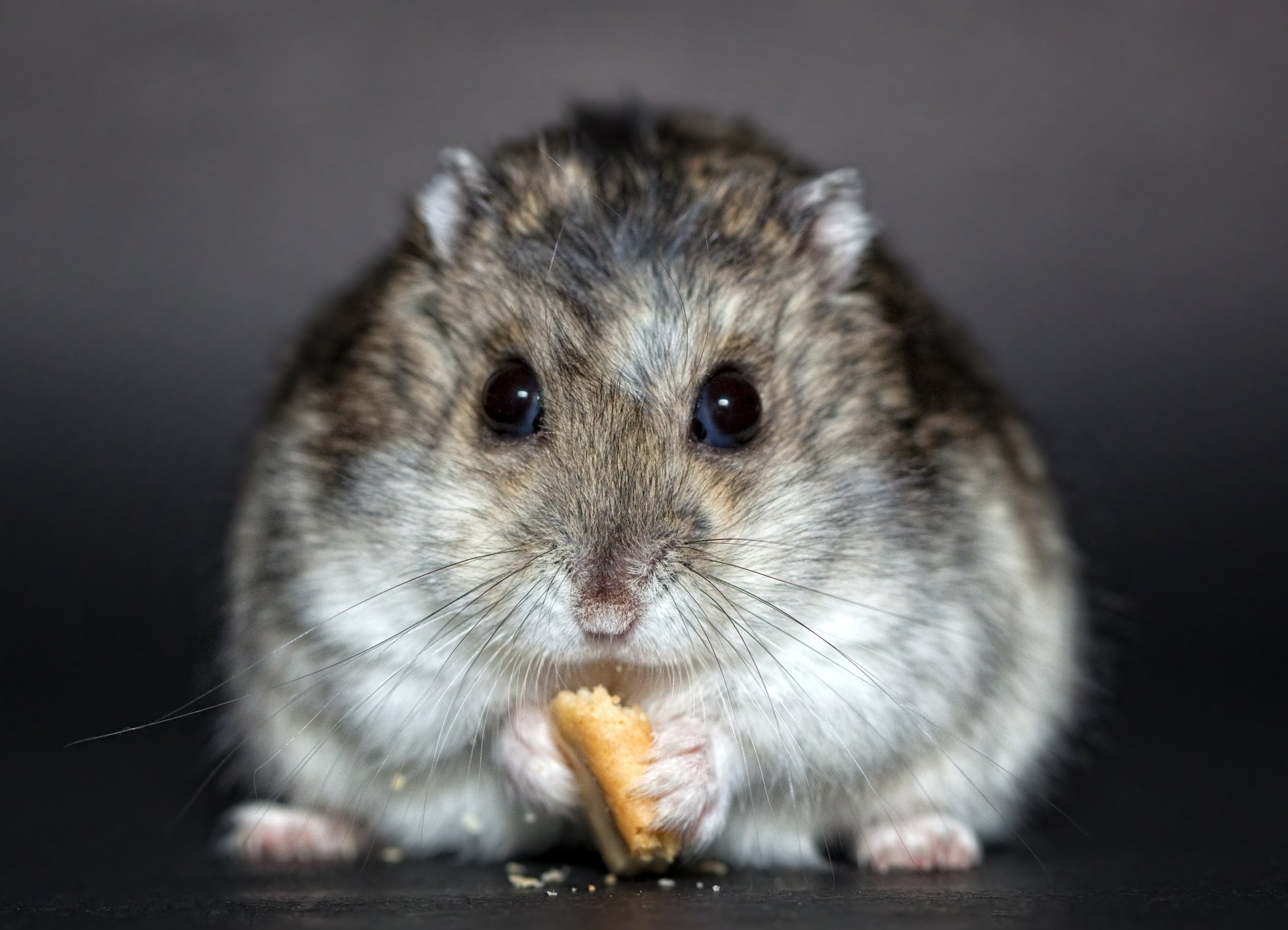 Charming Close-Up: HD Wallpaper of a Cute Hamster Rodent | 3445x2488 ...