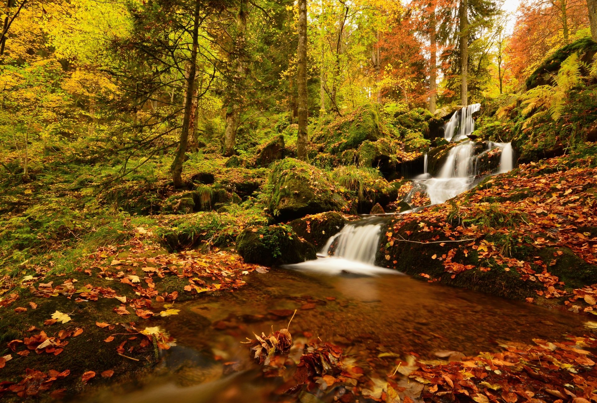 Download Fall Forest Leaf Stream Nature Waterfall 4k Ultra HD Wallpaper