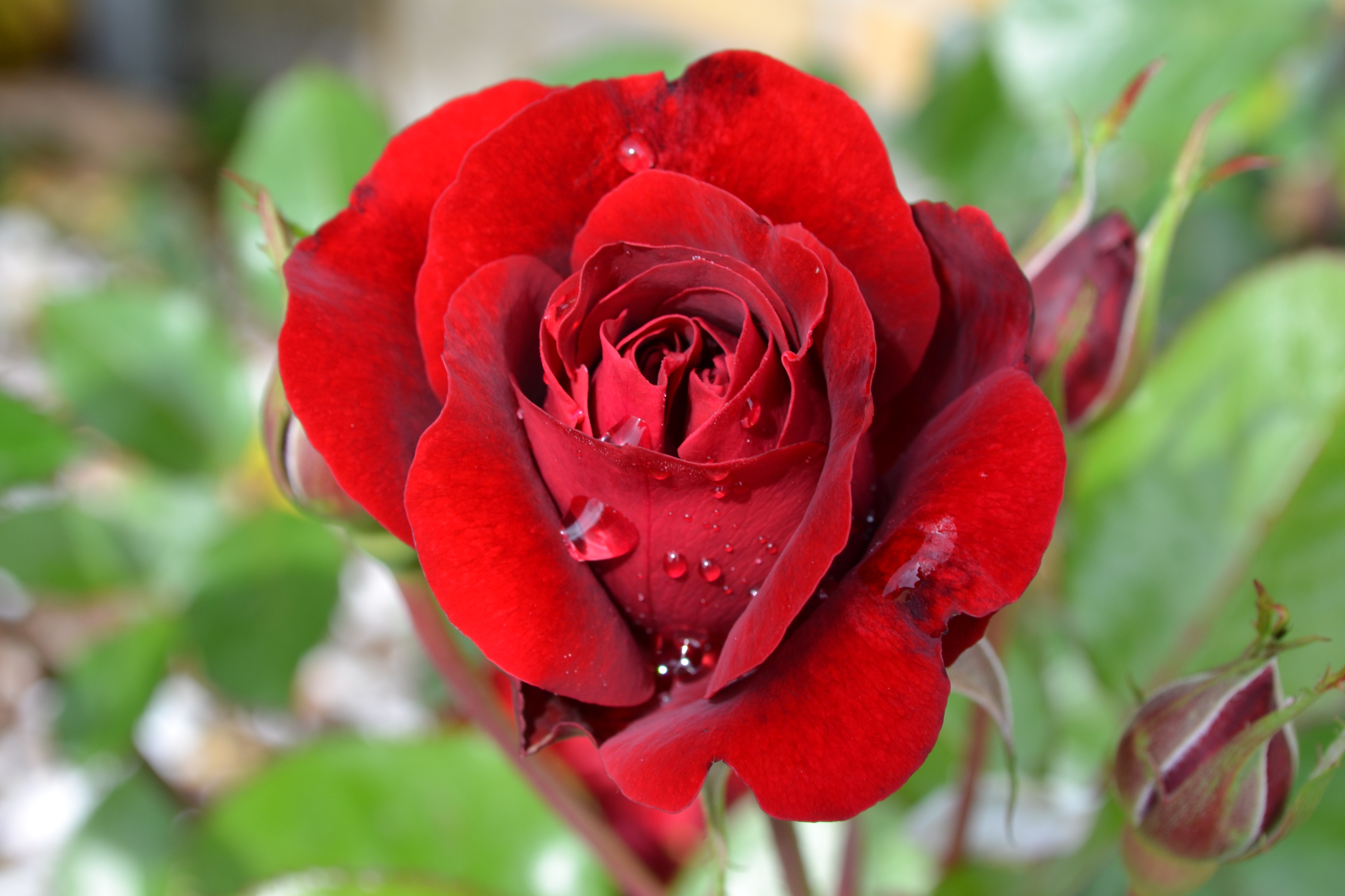 Rose 4k Ultra HD Wallpaper | Background Image | 4608x3072 | ID:758120 ...
