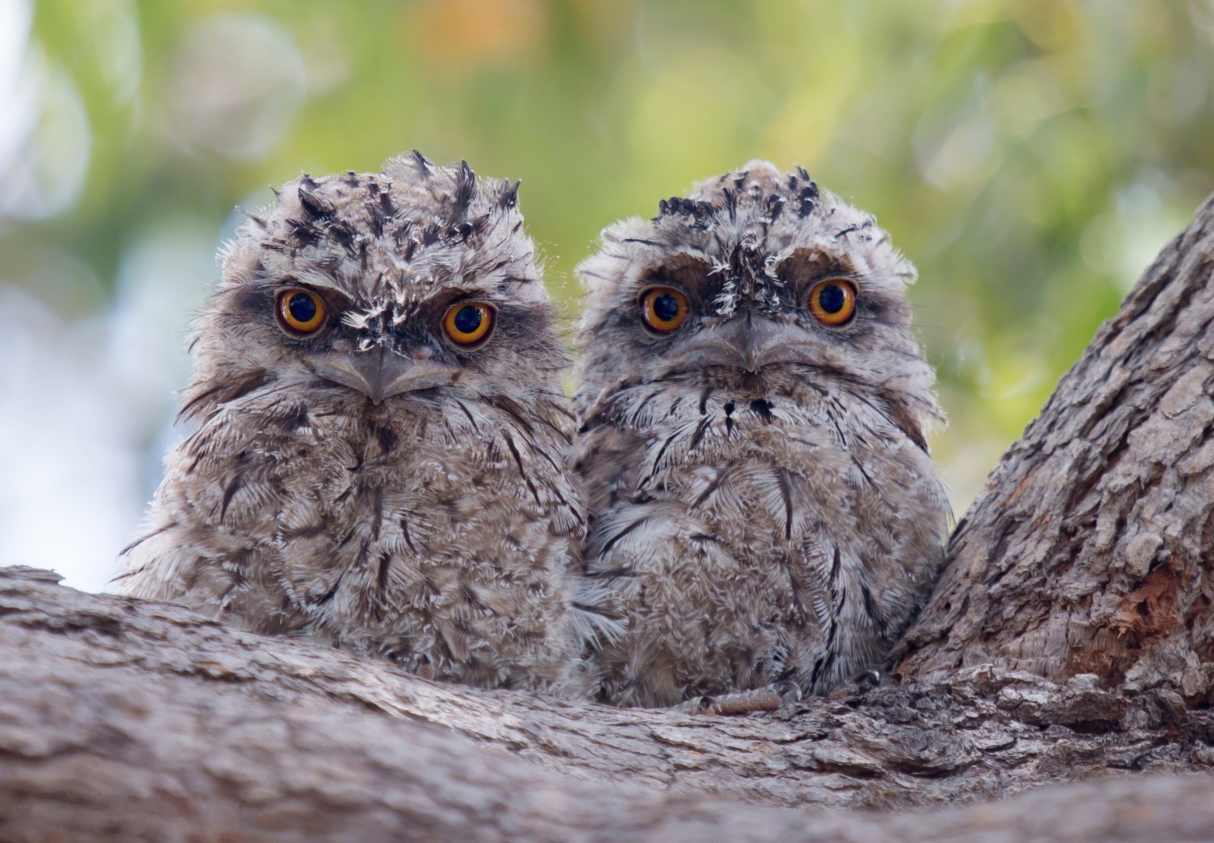 Download Baby Animal Branch Cute Animal Tawny Frogmouth HD Wallpaper