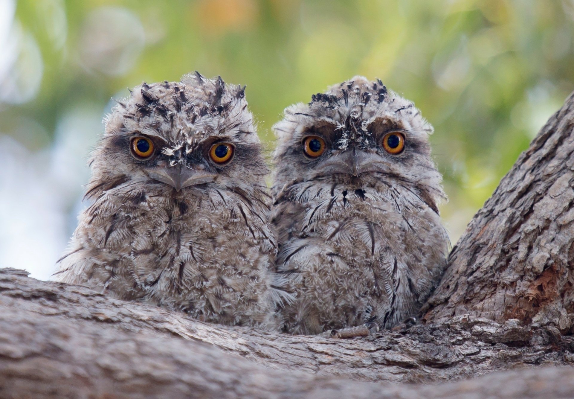 Twin Tawny Frogmouth Chicks Perched on a Branch — Cute HD Wallpaper