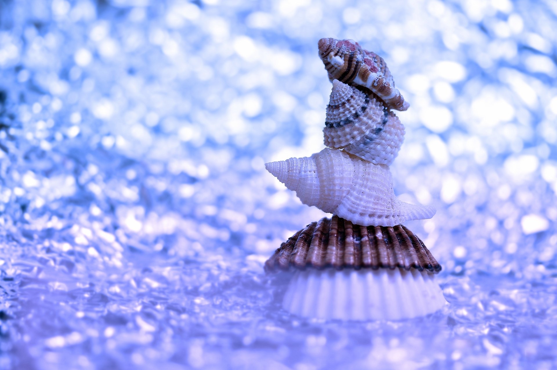 5K Ultra HD — Frosted Spiral Shell