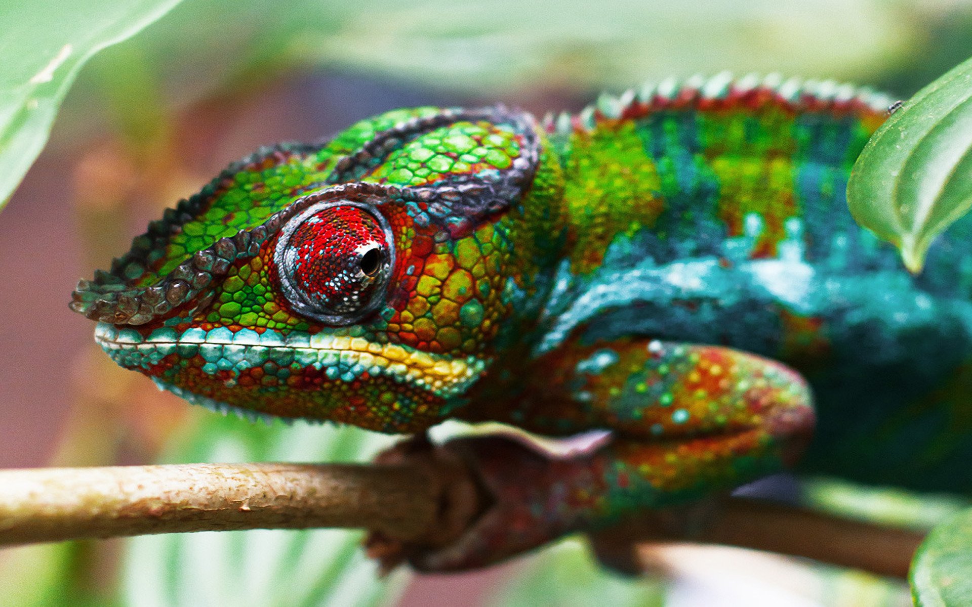 Vibrant Chameleon HD: A Stunning Display of Nature’s Colors | 1920x1200 ...