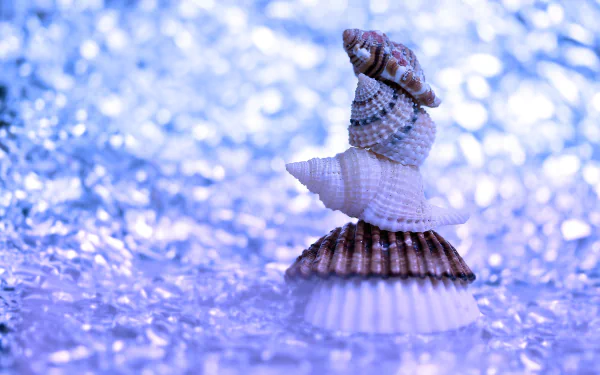 [80+] Shell 4k Wallpapers