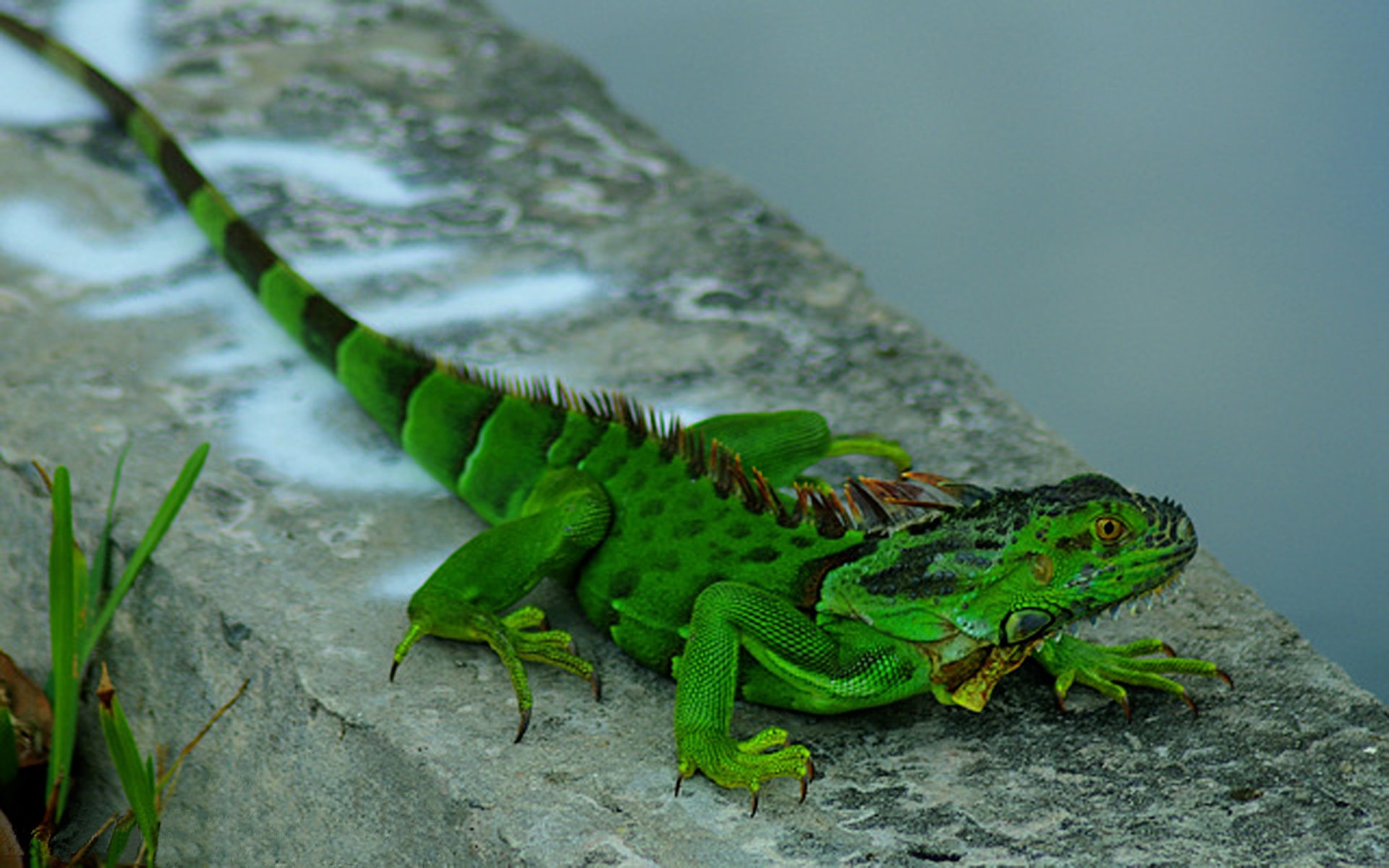 Iguana HD Wallpaper