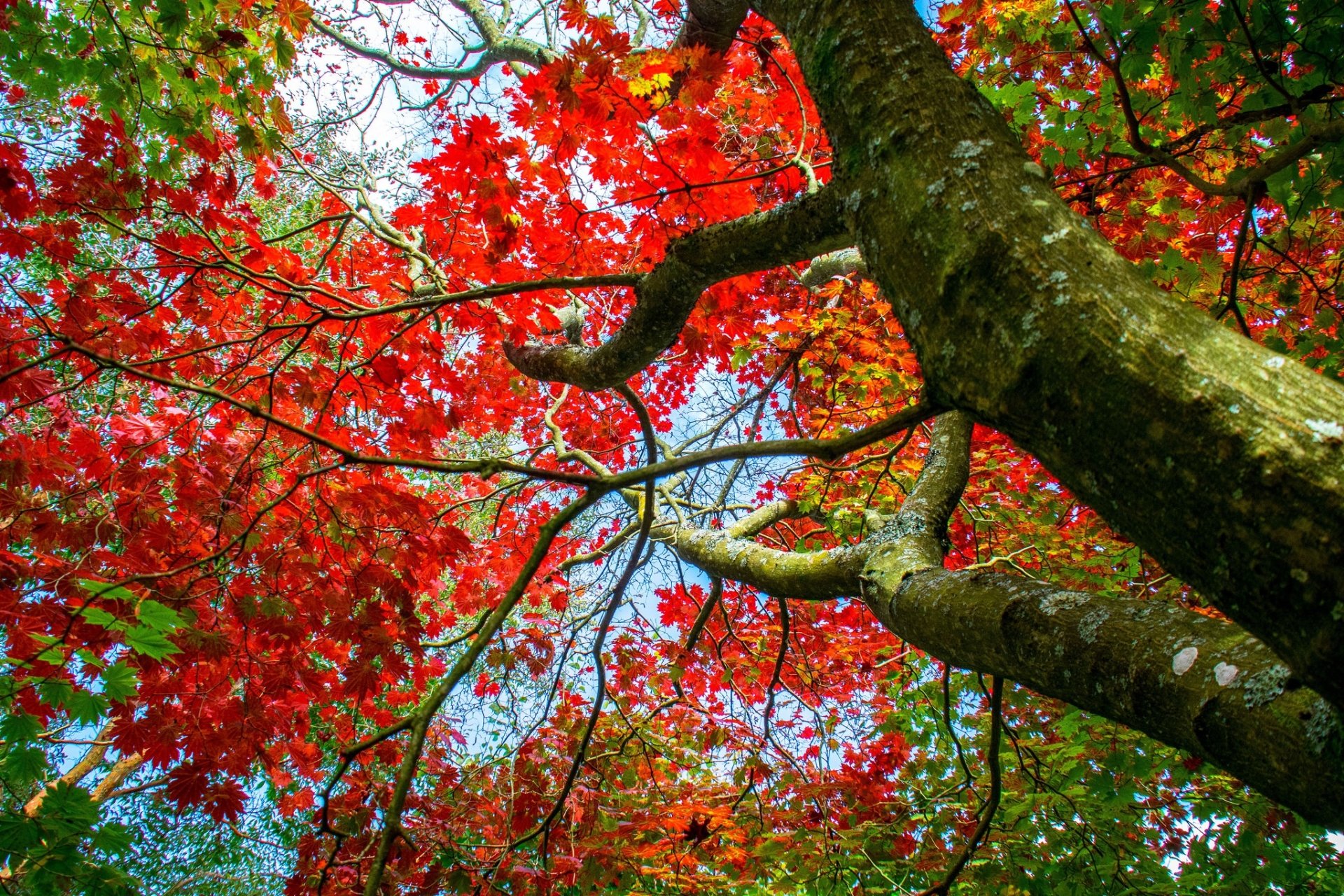 Download Fall Branch Nature Tree HD Wallpaper
