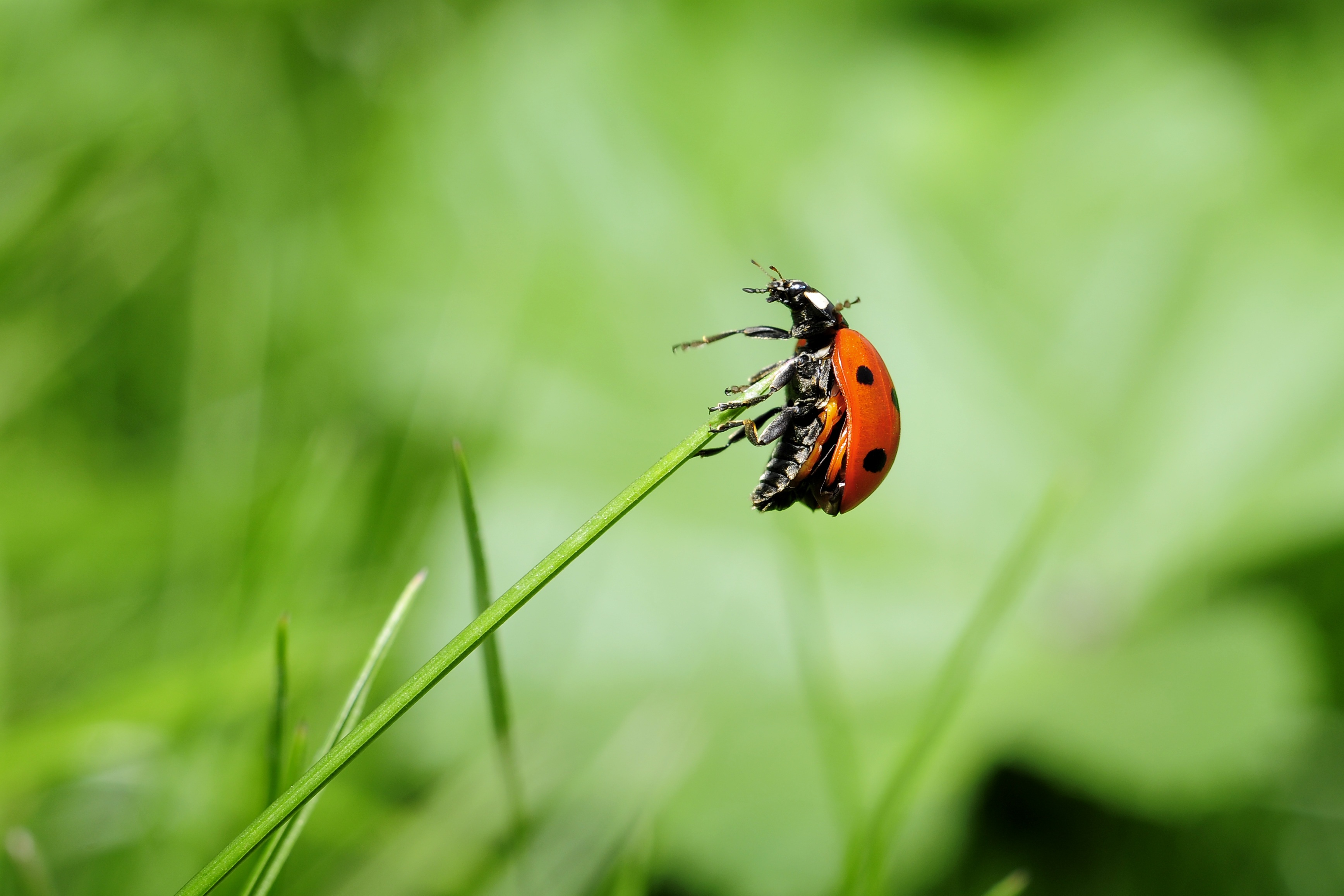 Download Macro Insect Animal Ladybug HD Wallpaper