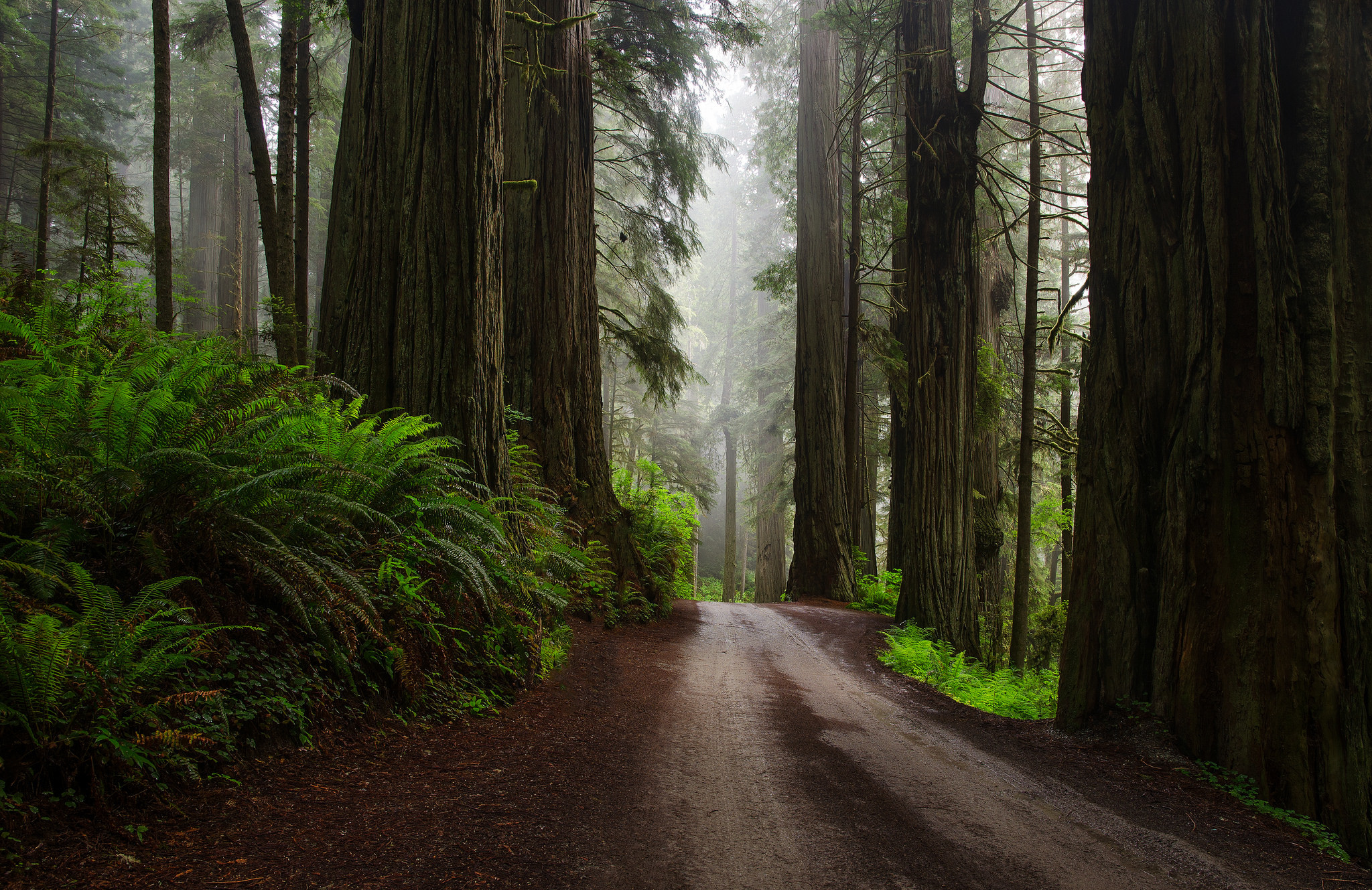 Download Fern Dirt Road Redwood Green Forest Man Made Road HD Wallpaper