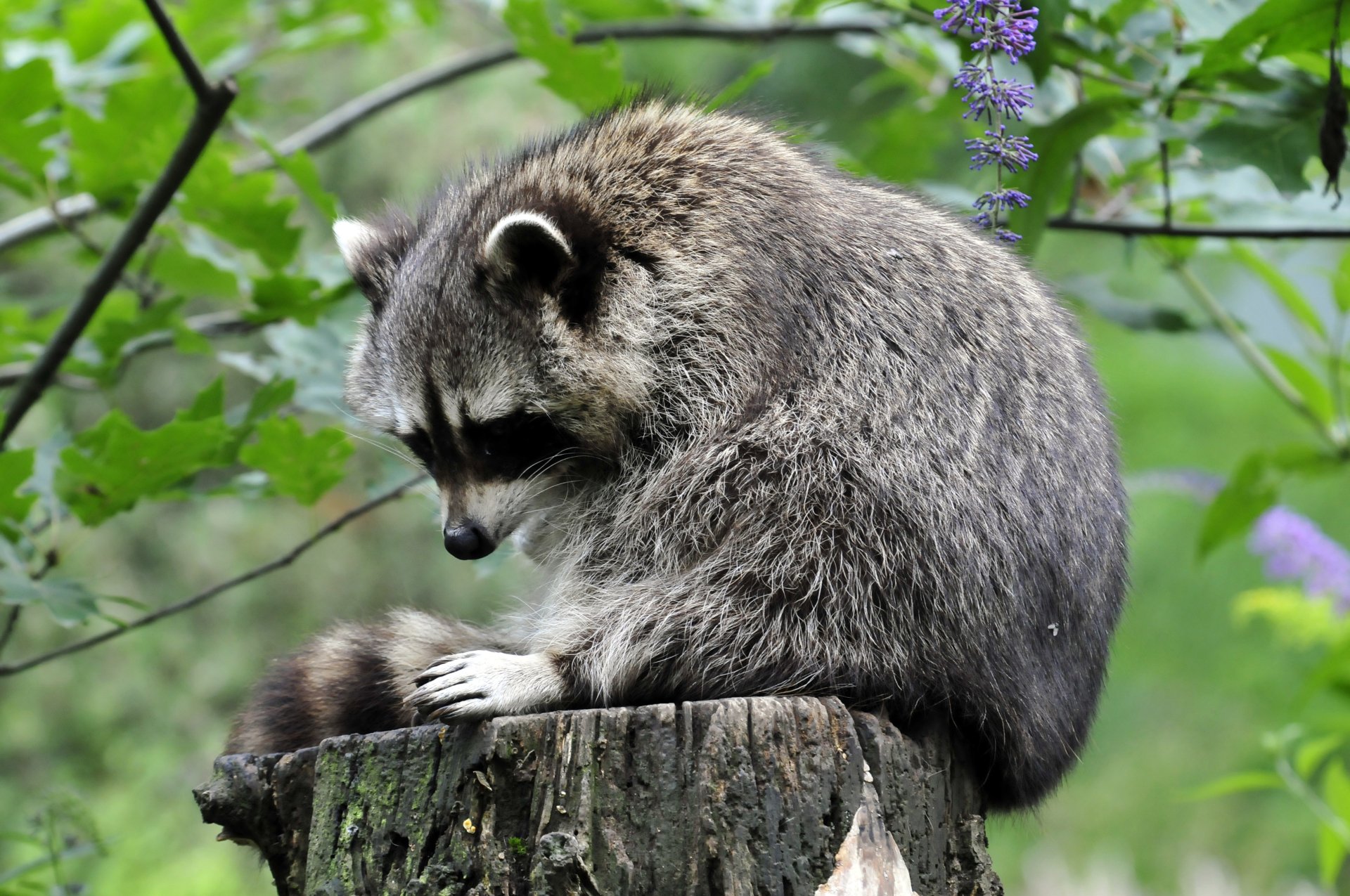 Download Animal Raccoon 4k Ultra HD Wallpaper