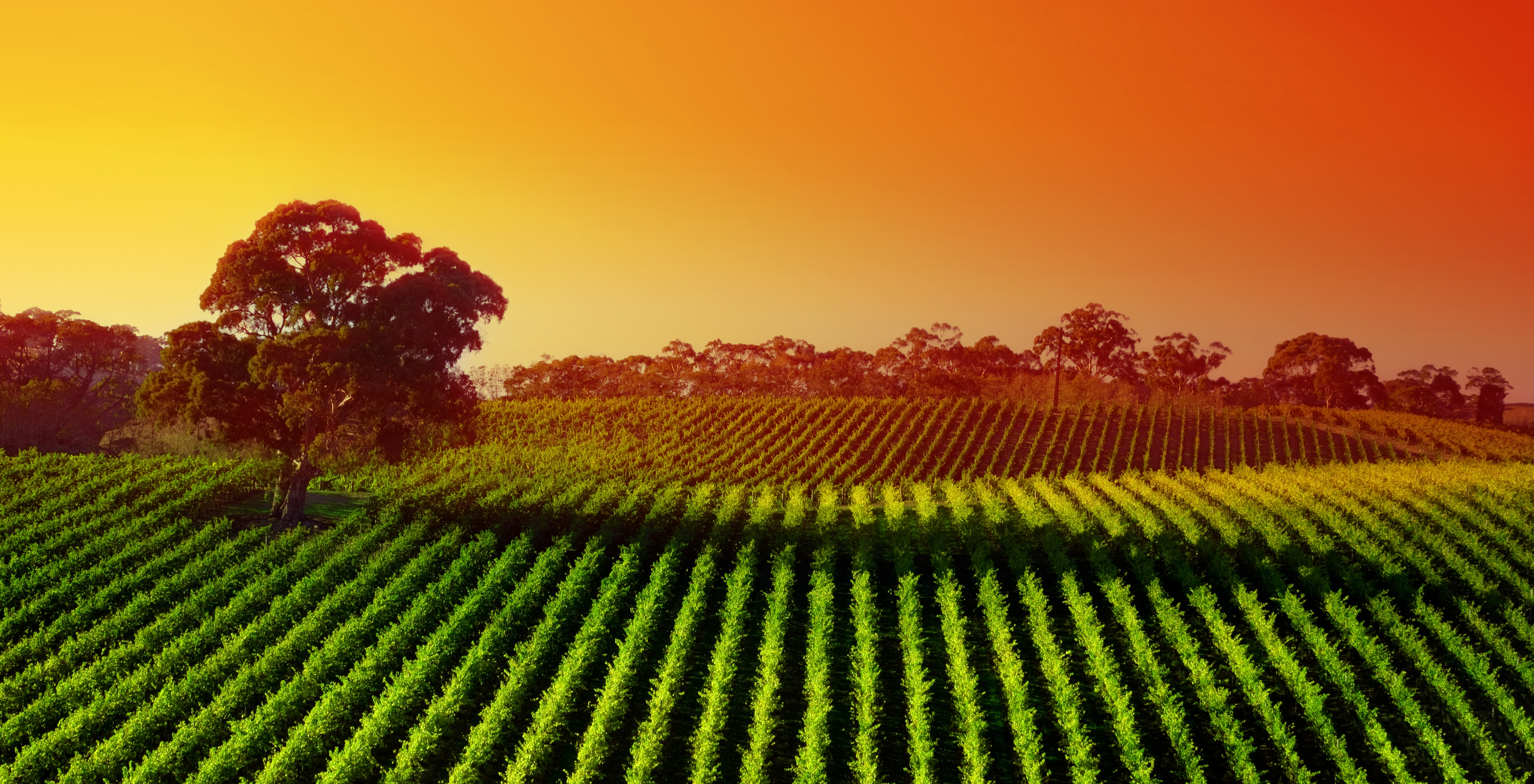 Download Australia Sunny Landscape Tree Nature Man Made Vineyard 4k ...