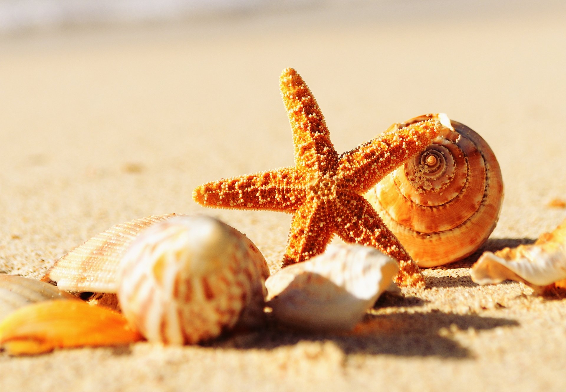 Download Starfish Sand Nature Shell 4k Ultra HD Wallpaper