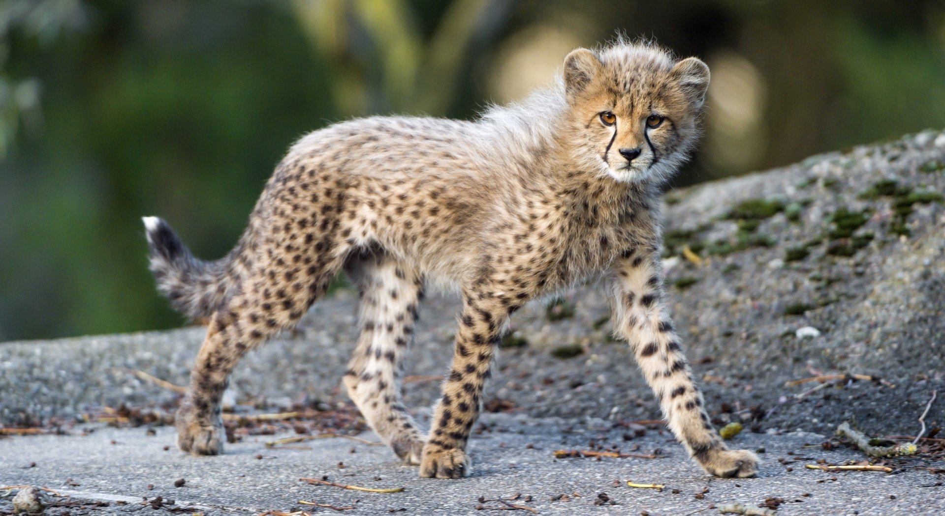 Majestic Cheetah Cub in Stunning HD Wildlife Wallpaper