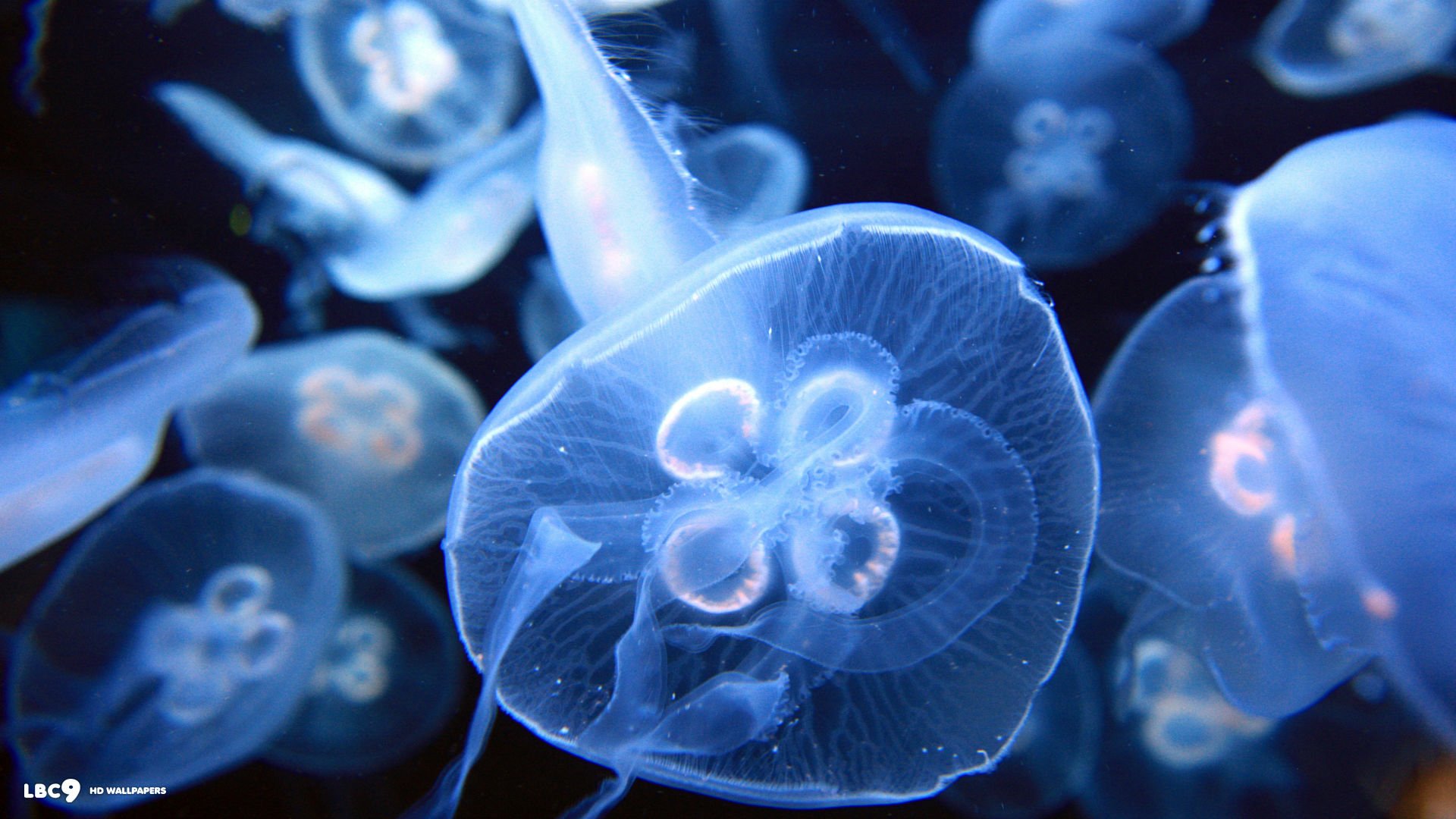 Download Animal Jellyfish HD Wallpaper | 1920x1080 | Wallpaper Abyss