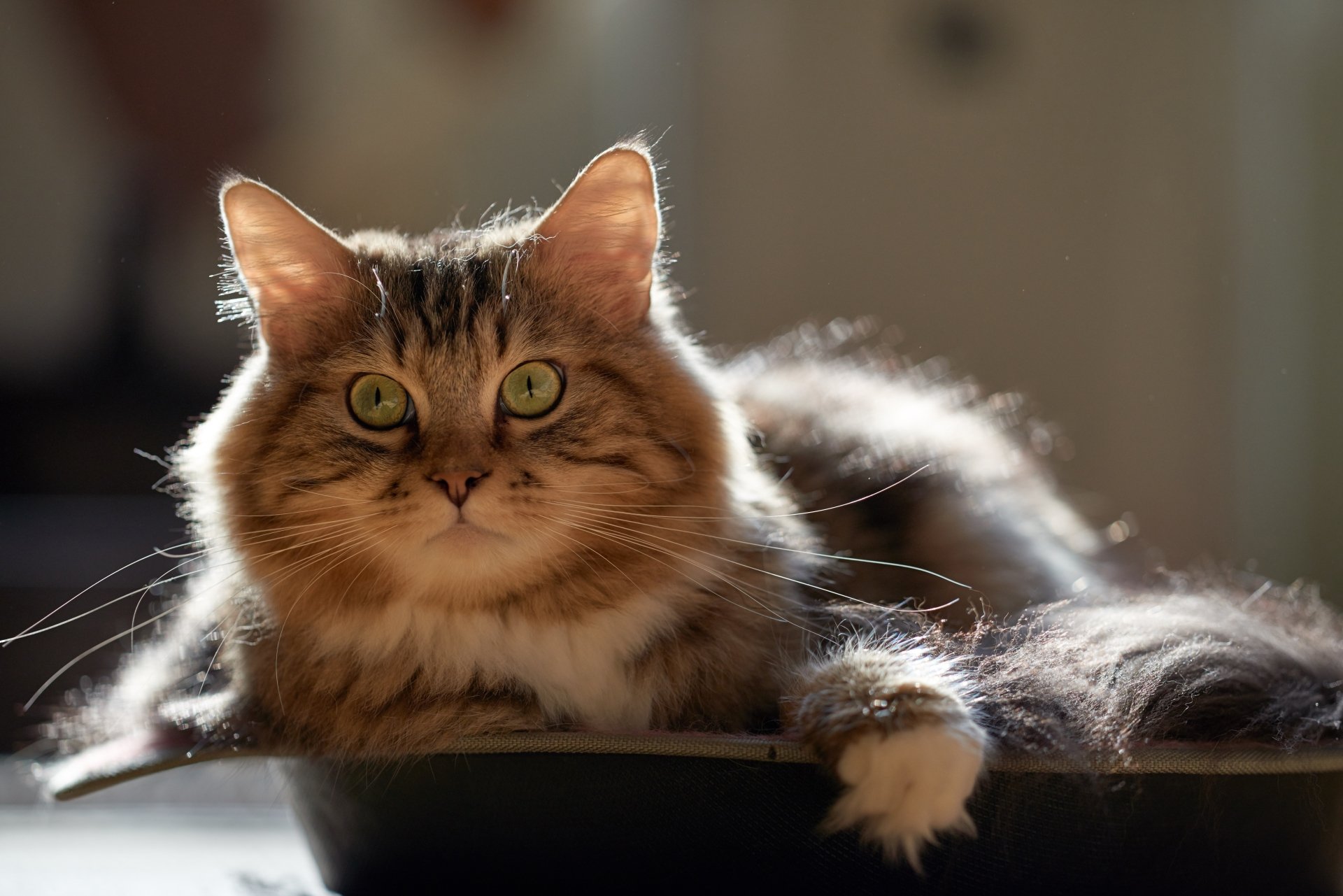 Majestic Cat in 4K Ultra HD: Stunning Animal Beauty Wallpaper