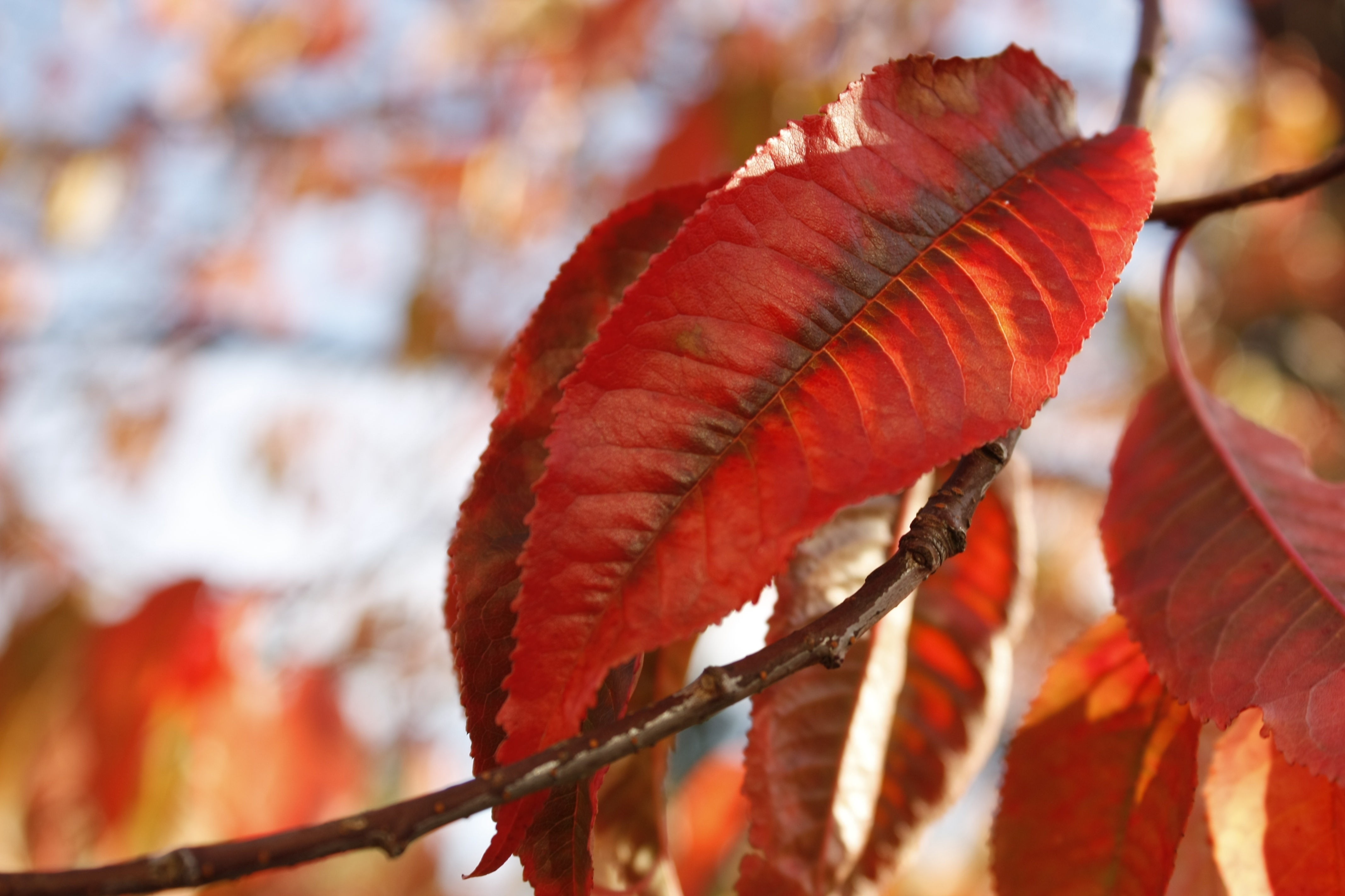 Download Nature Bokeh Fall Leaf 4k Ultra HD Wallpaper