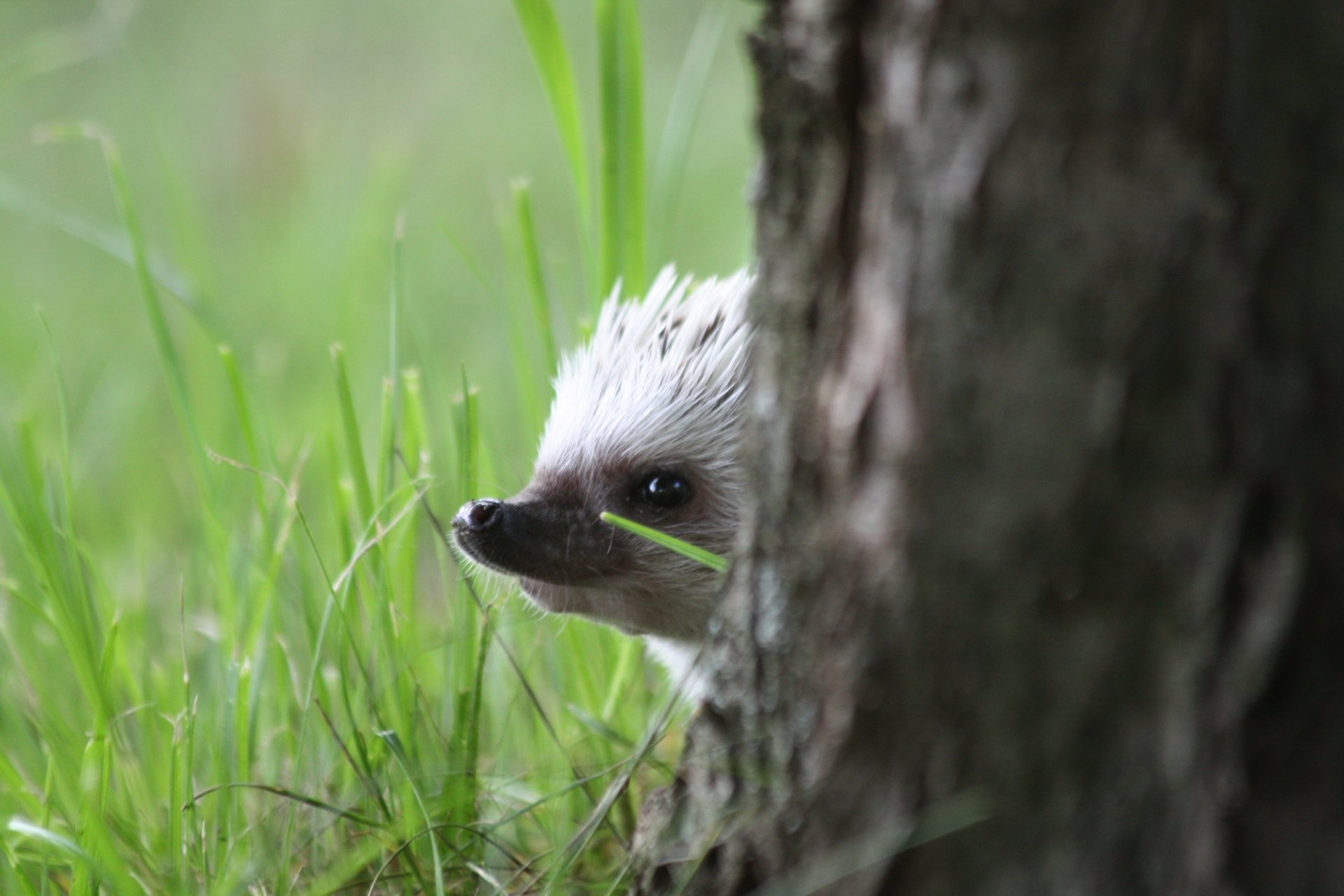 Tiny Hedgehog in Morning Grass — 4K Ultra HD Animal Wallpaper ...
