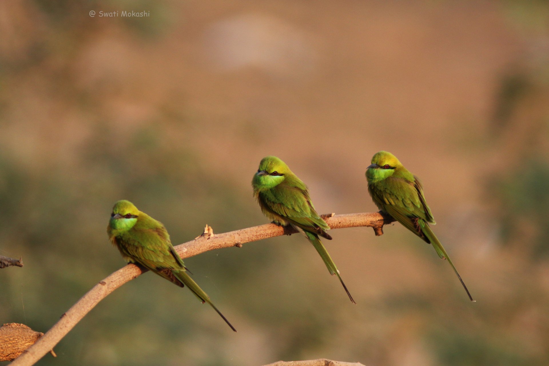 Green Bee-eater - Desktop Wallpapers, Phone Wallpaper, PFP, Gifs, and More!
