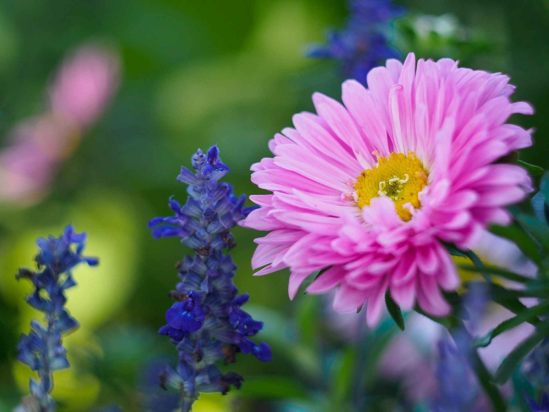 Download Blue Flower Pink Flower Nature Blur Flower HD Wallpaper ...