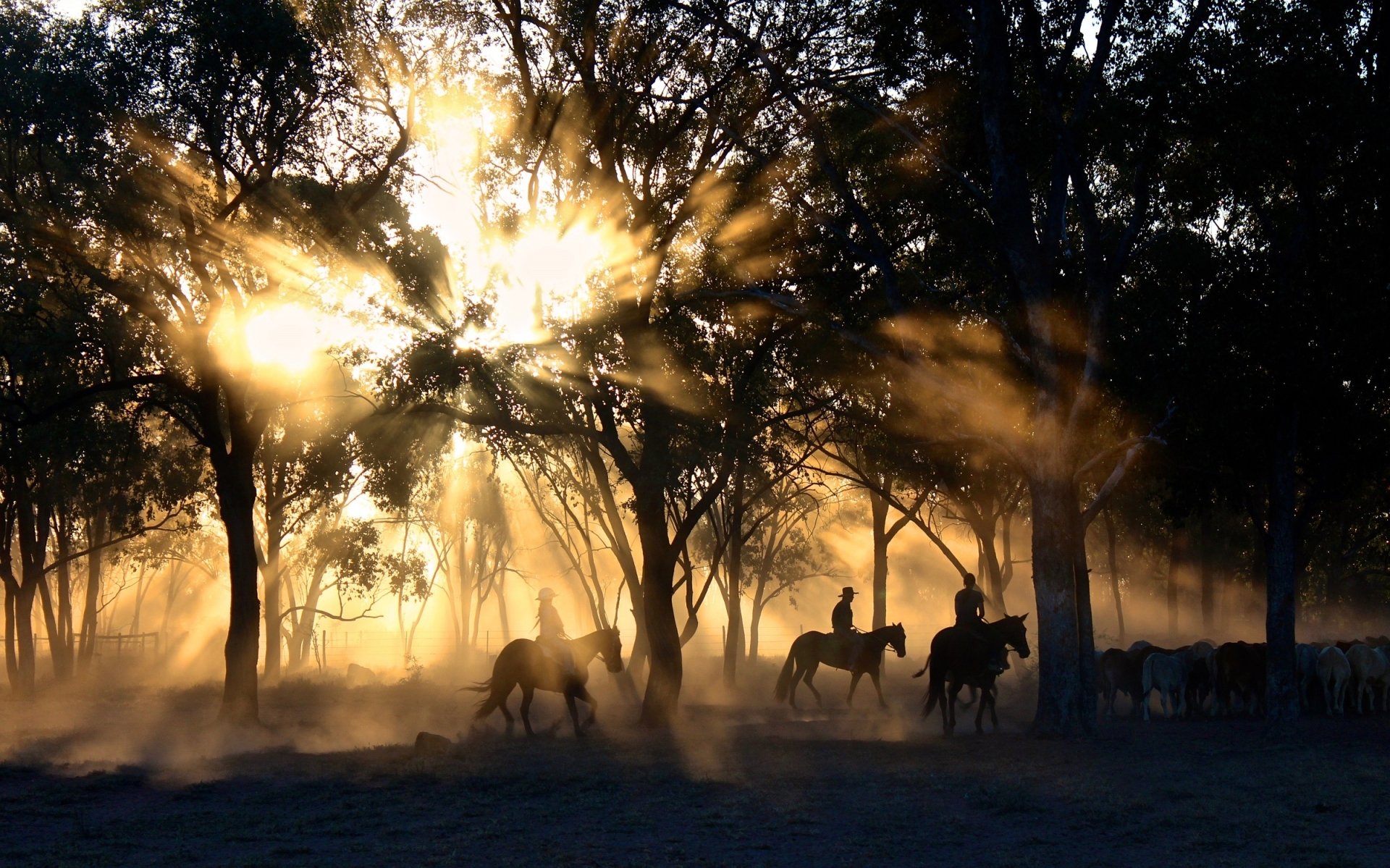 Outback Cowboys and Cattle Under Victoria’s Sunlit Trees – HD Wallpaper