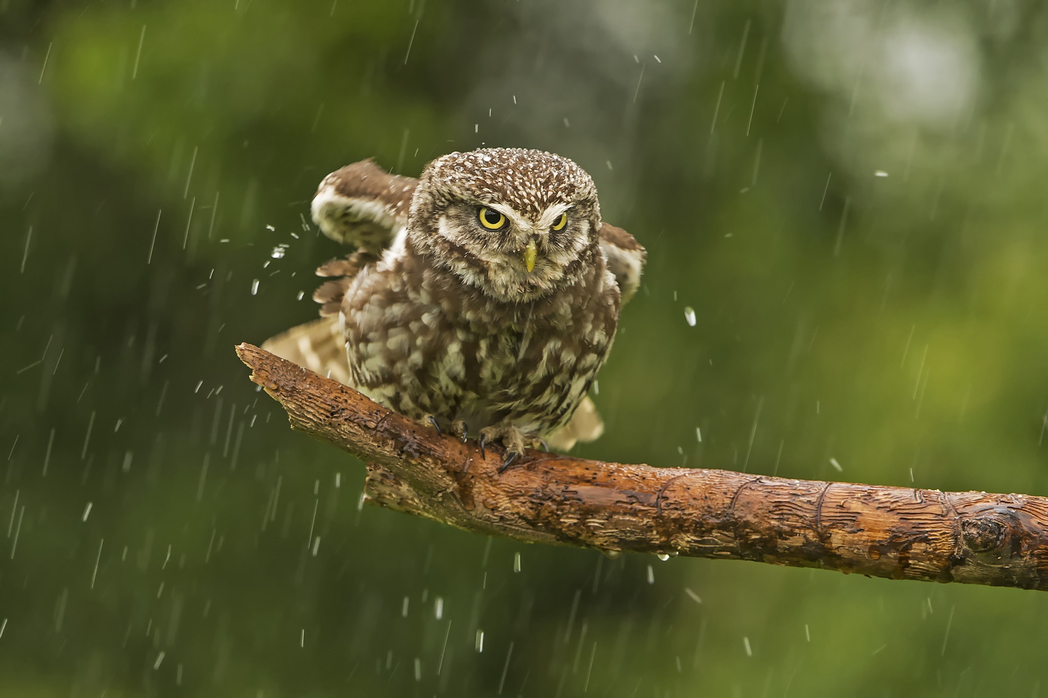 Owl Eyes Dual Monitor Wallpaper Mystic Owl Wallpapers | HD Wallpapers