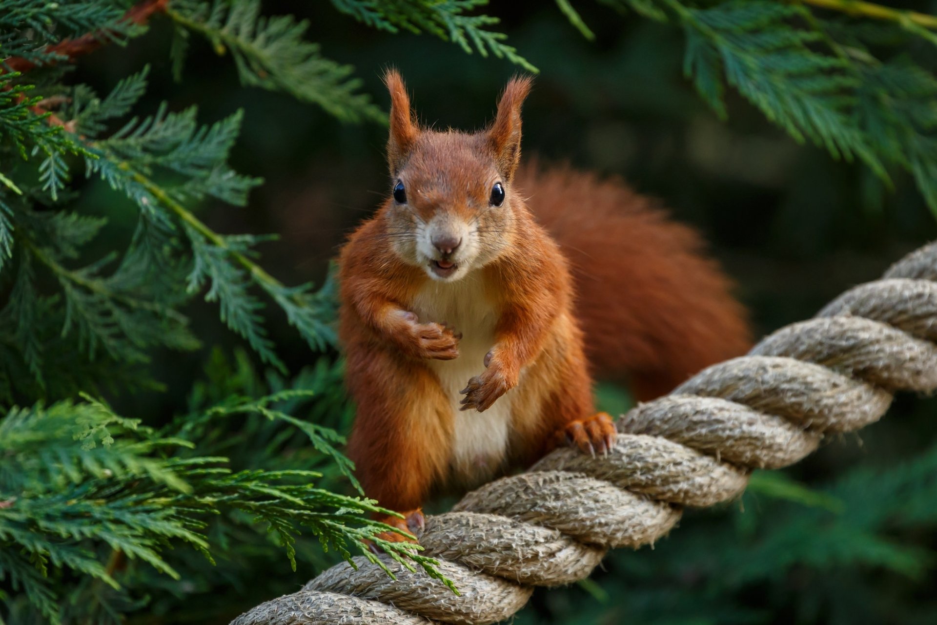 HD Squirrel on Rope: Nature's Agile Rodent in Focus